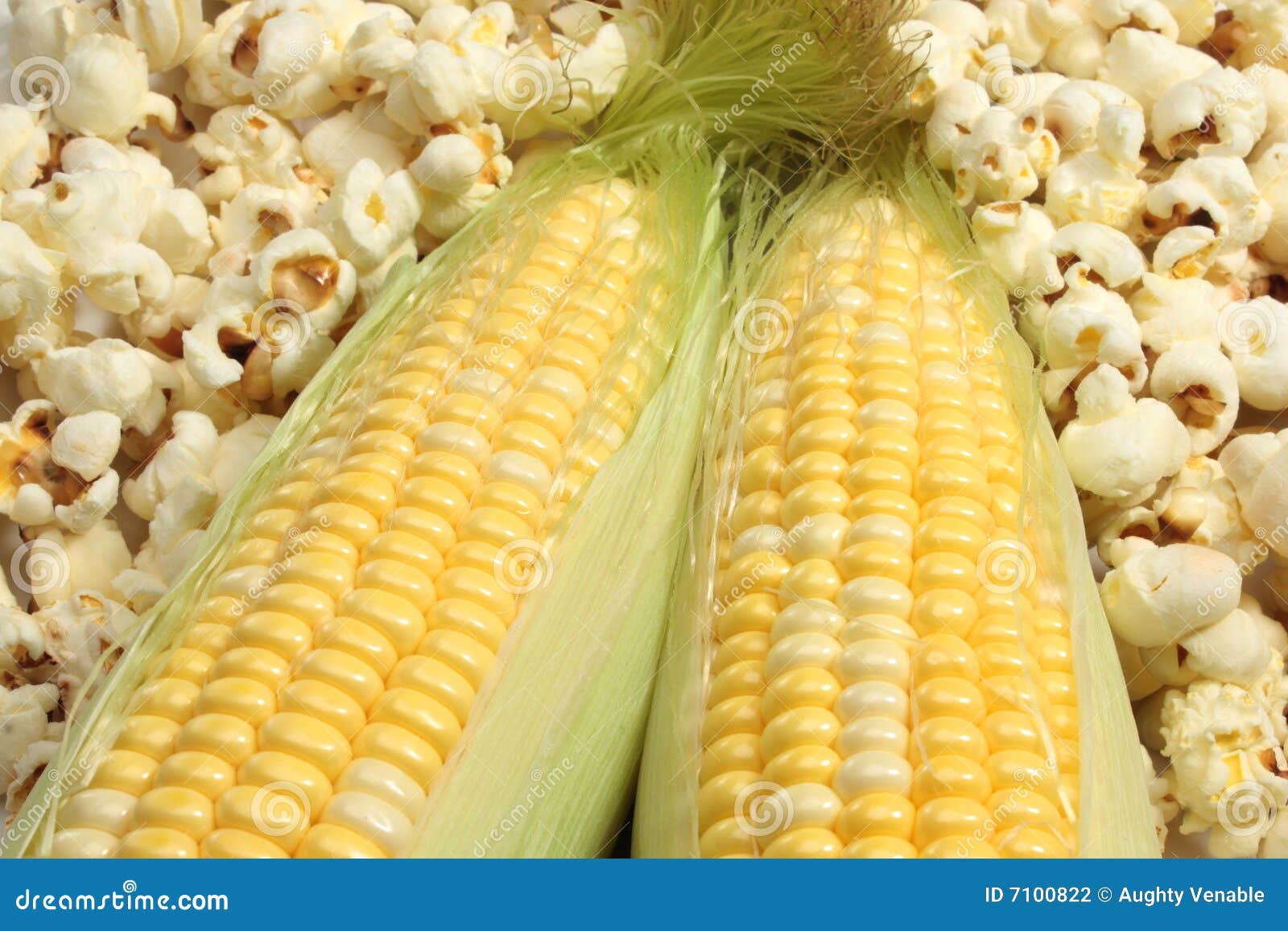 Corn and Popcorn stock photo. Image of husks, rows, isolated - 7100822