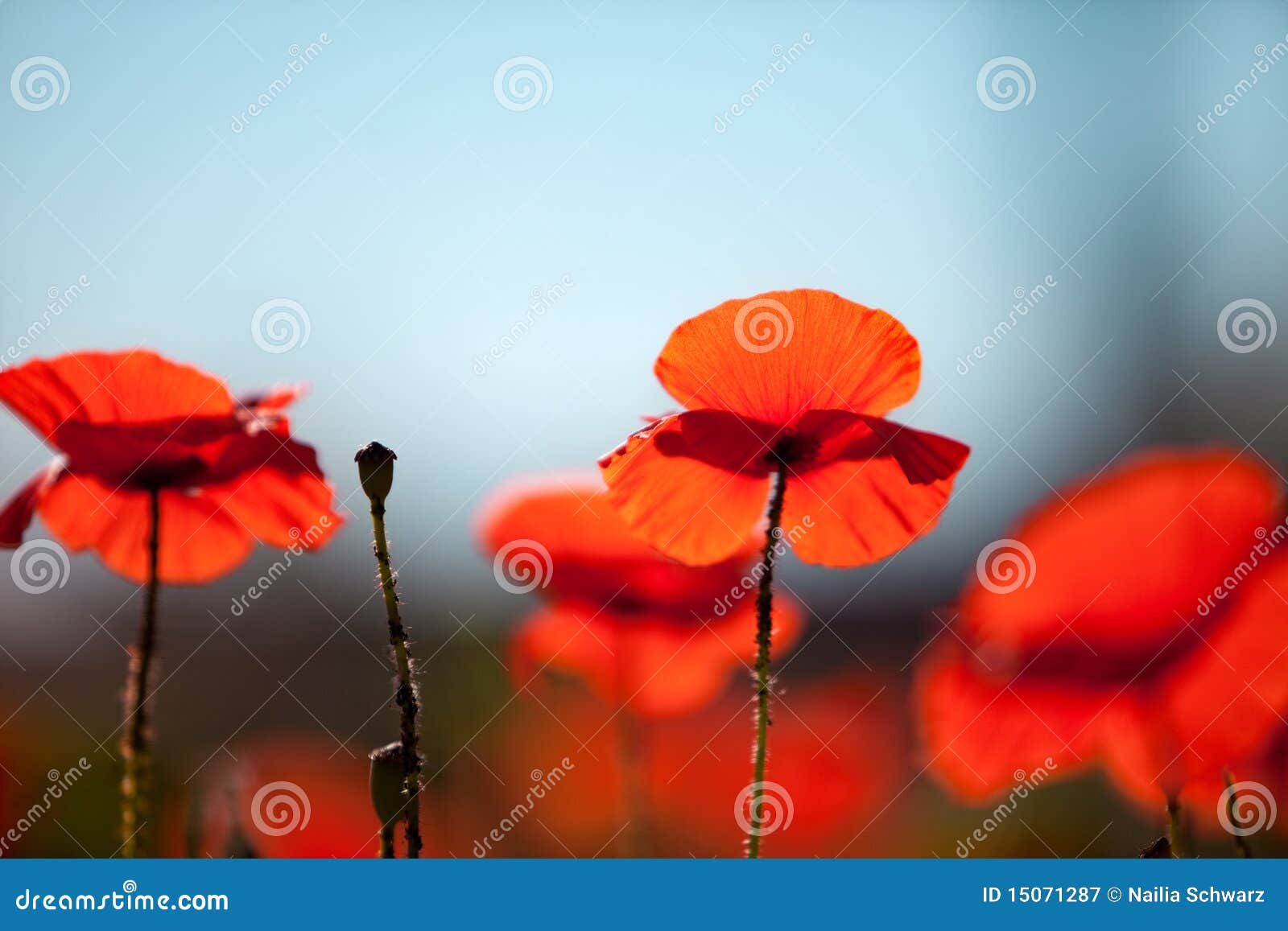 Corn Poppies stock image. Image of grass, flora, flower - 15071287