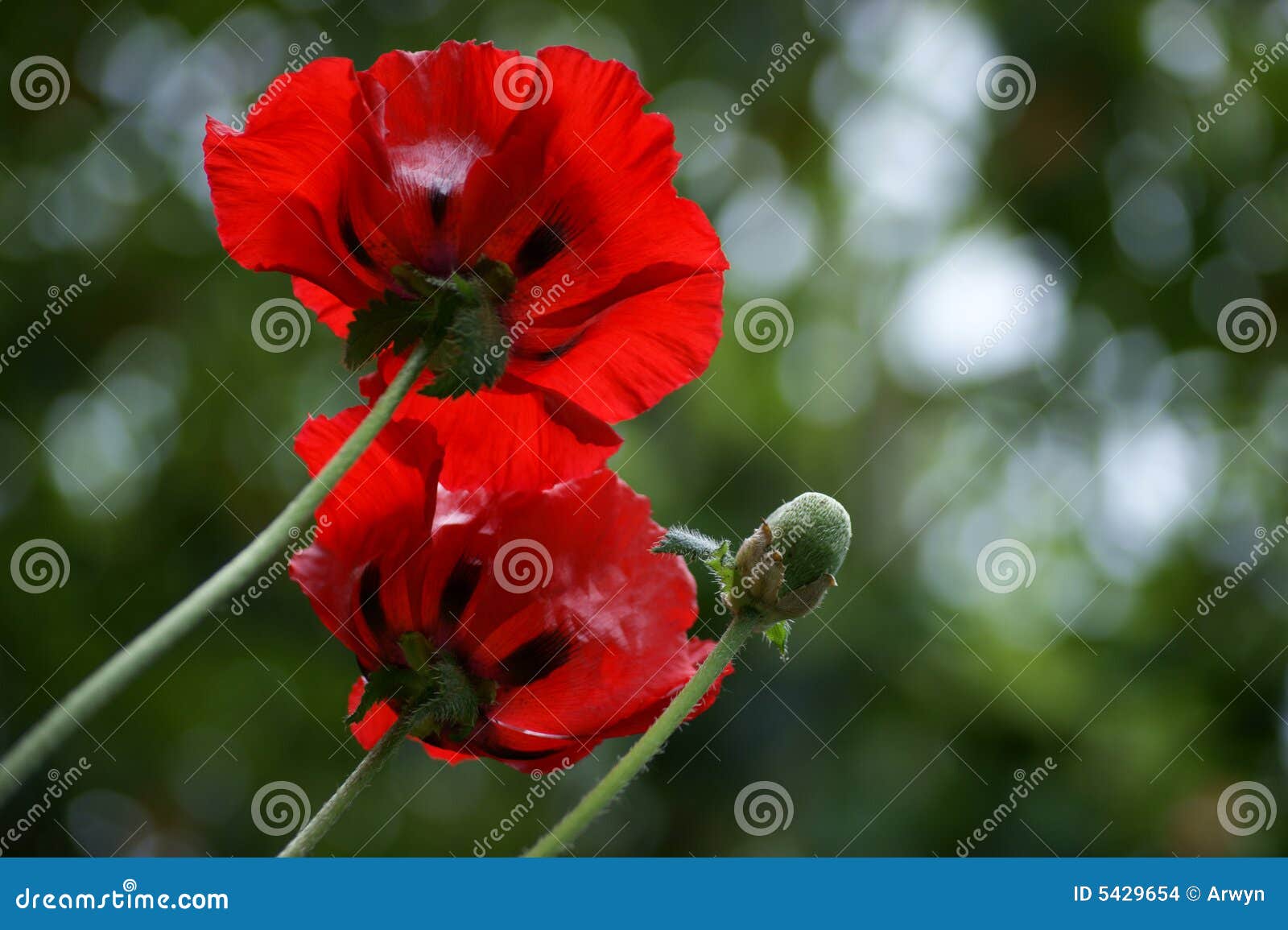 Corn poppies stock photo. Image of nature, blooming, flower - 5429654