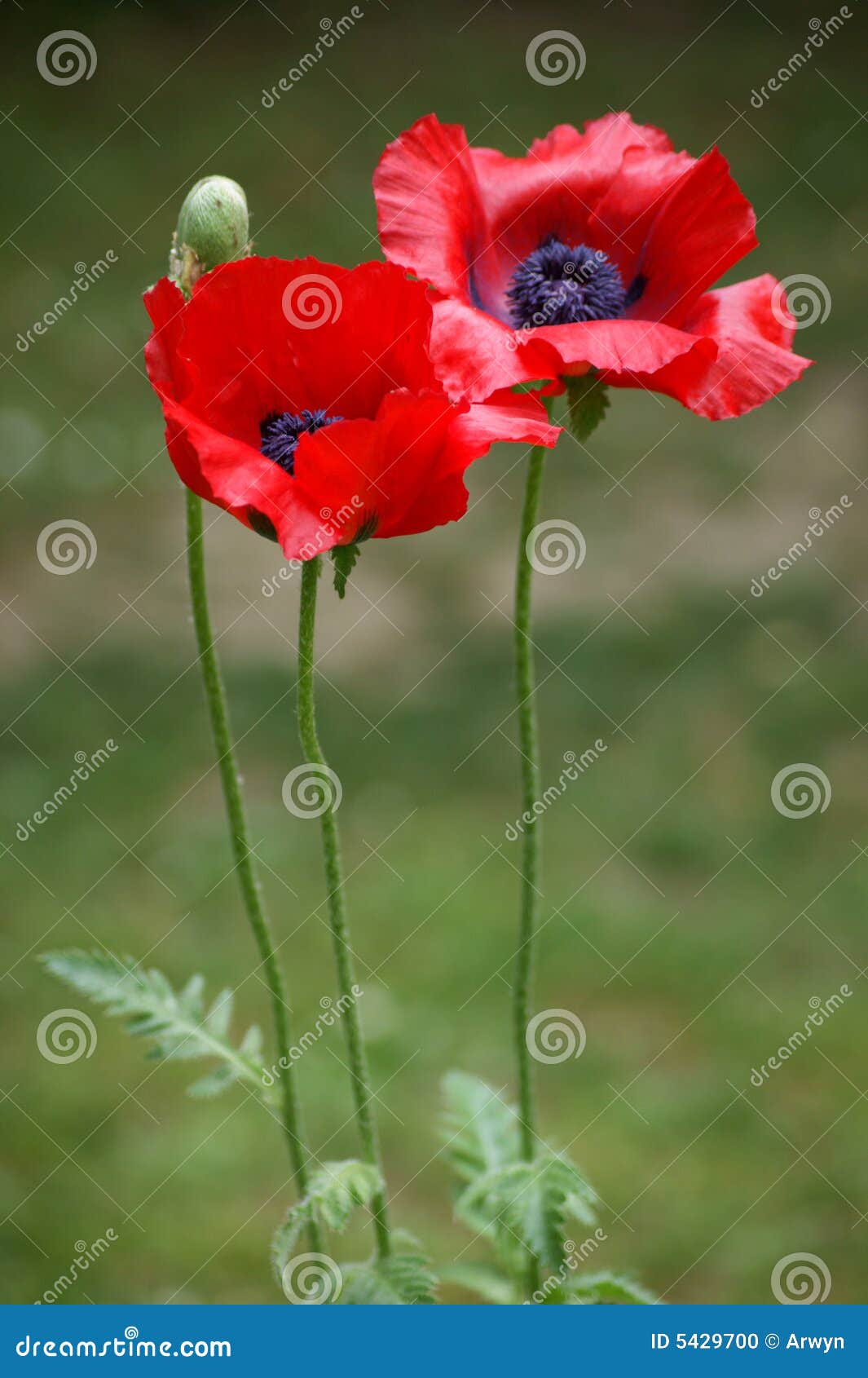 Corn poppies stock photo. Image of plant, nature, poppies - 5429700