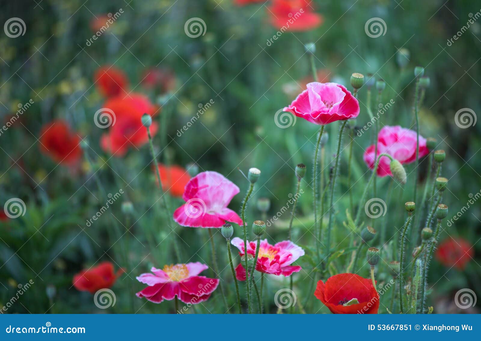 Corn poppies stock image. Image of beautiful, flower - 53667851