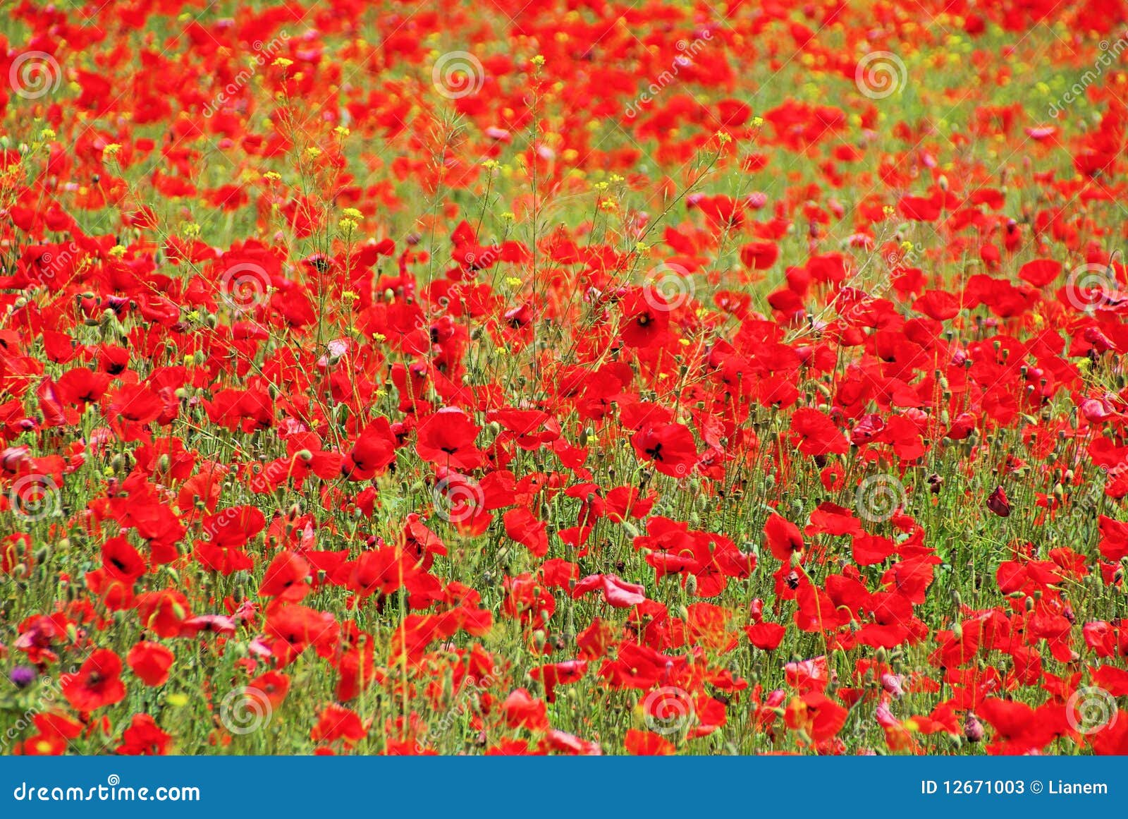 Corn poppy stock image. Image of summer, corn, light - 12671003