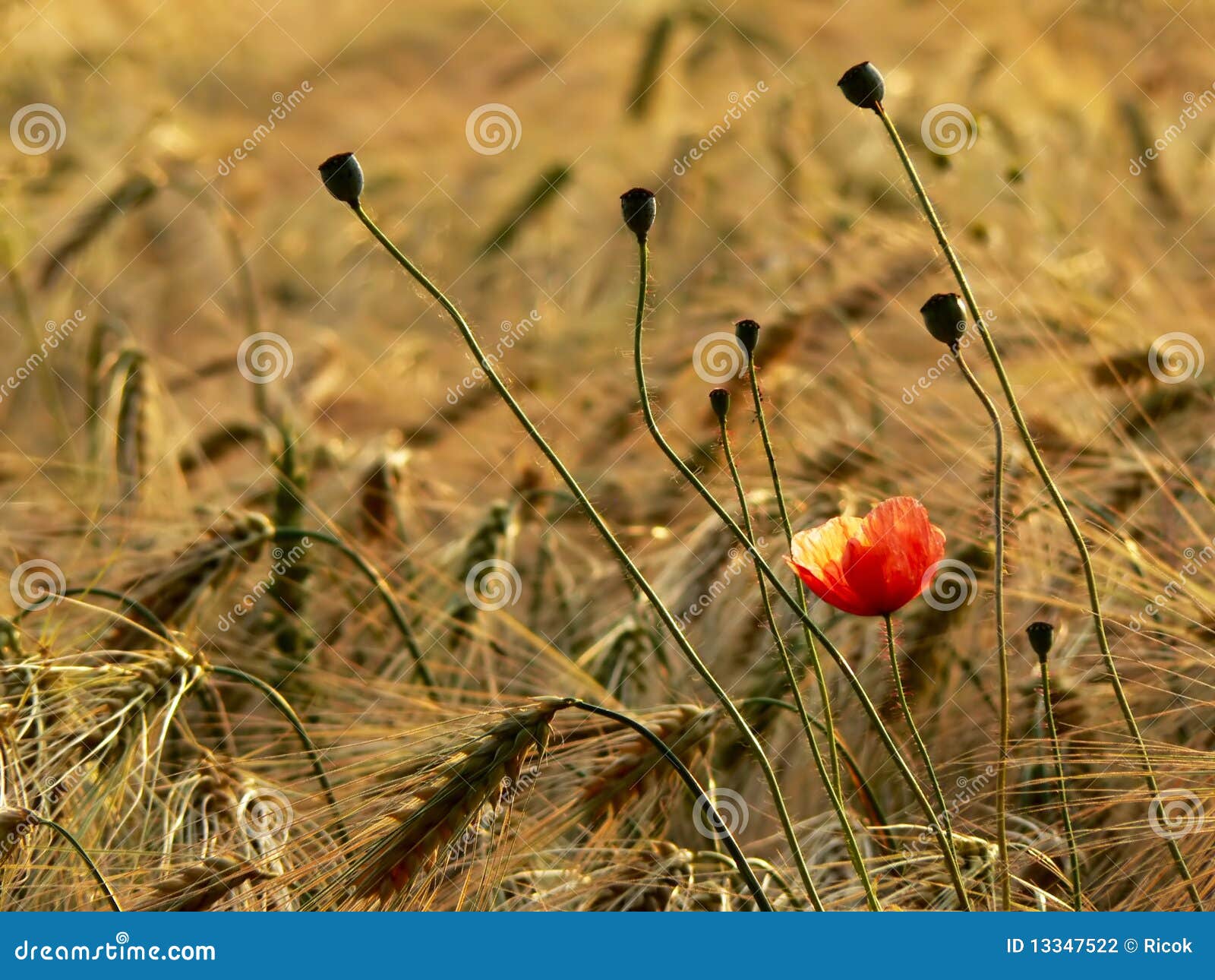 Corn poppy stock photo. Image of flowers, blossom, plant - 13347522