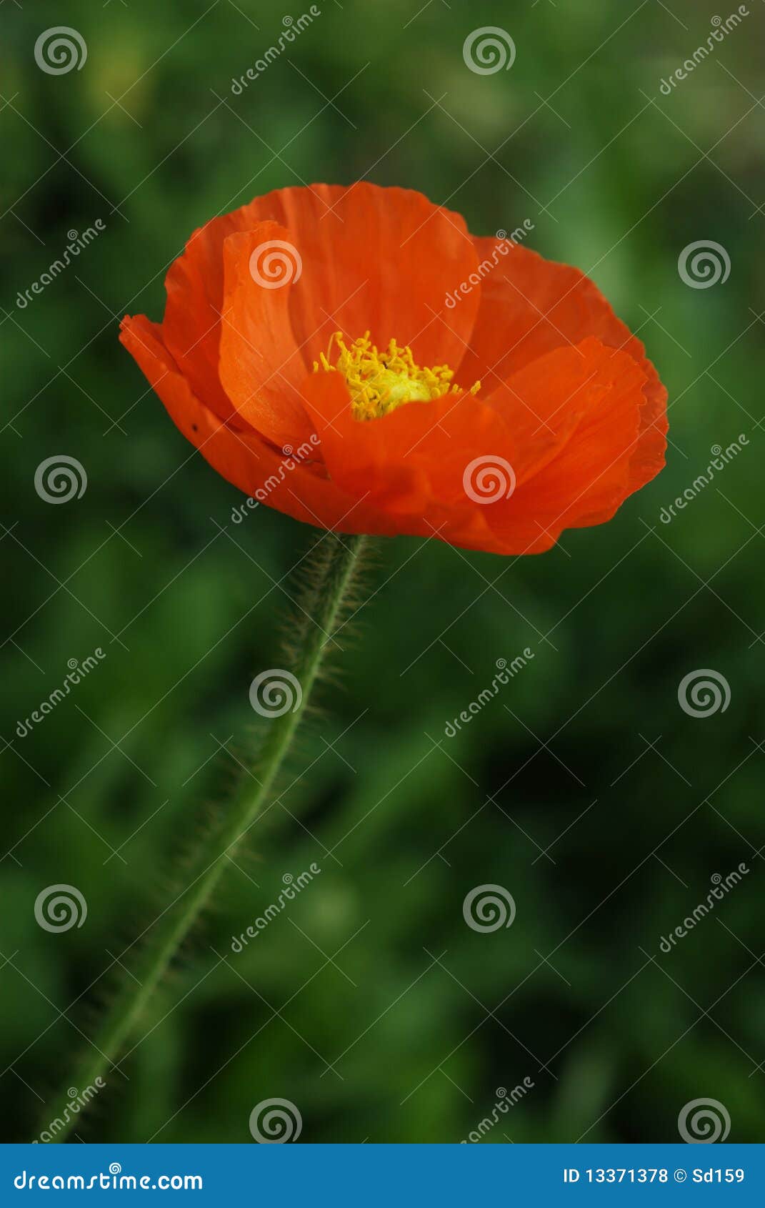 Corn poppy stock photo. Image of beauty, color, rural - 13371378