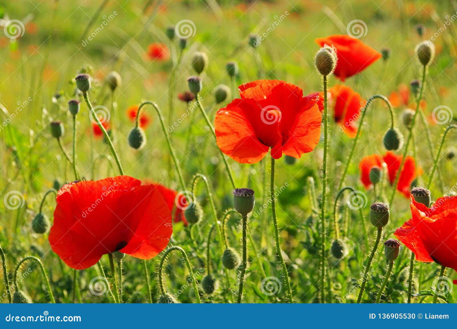 Red corn poppy stock photo. Image of poppies, serendipity - 136905530