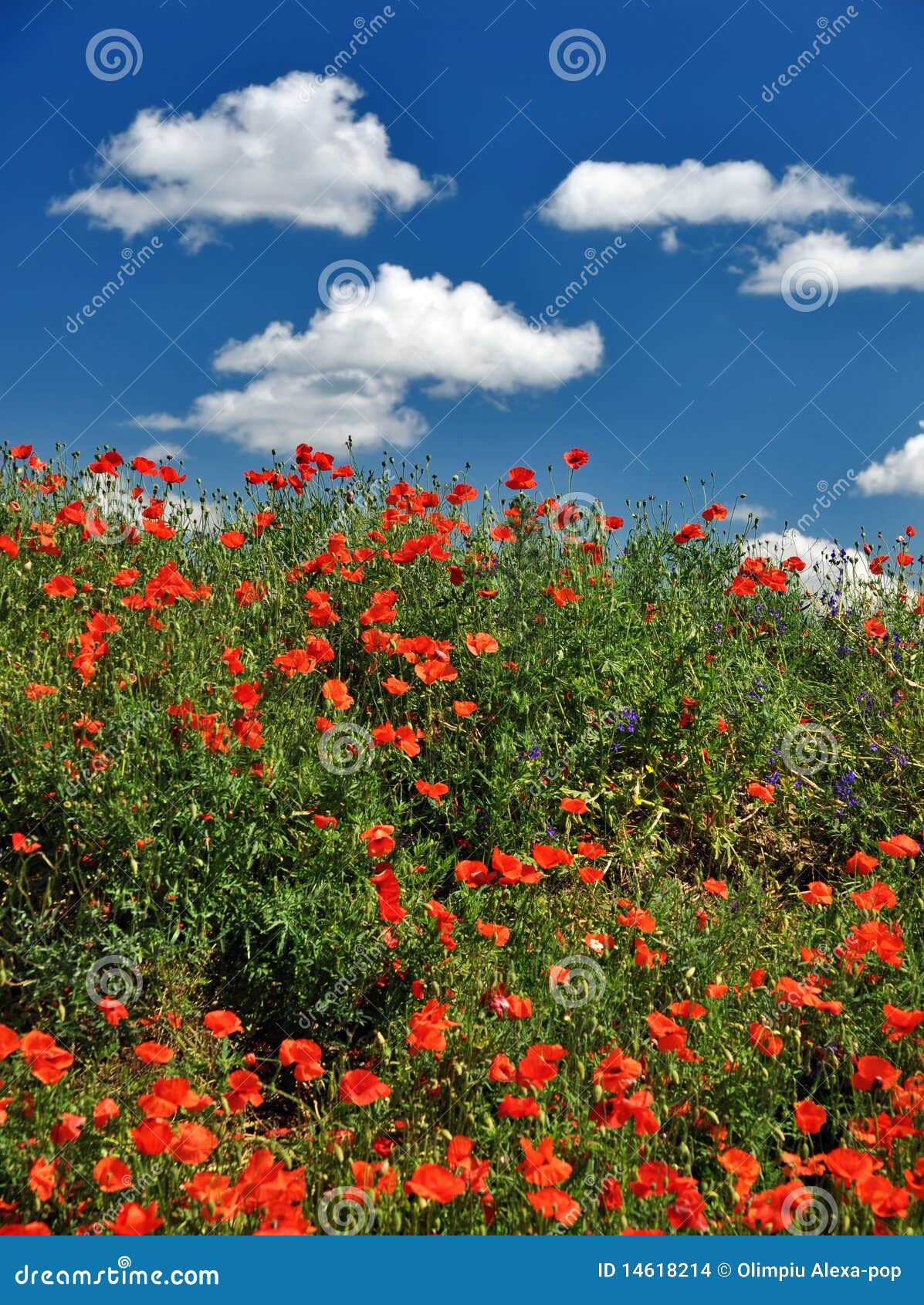 Corn poppy stock photo. Image of cloudscape, blue, bouquet - 14618214
