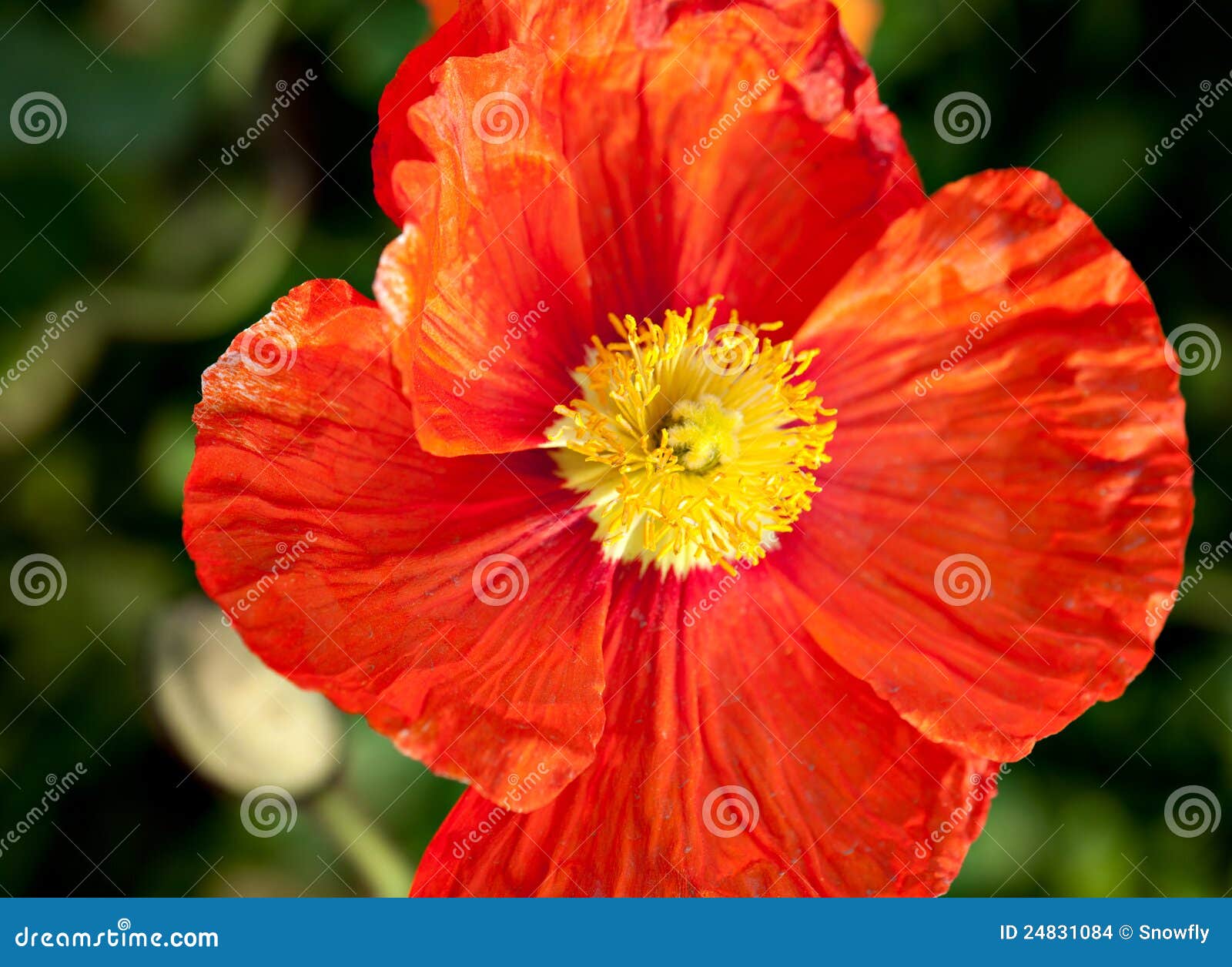 Corn poppy stock photo. Image of petal, tranquil, botanical - 24831084