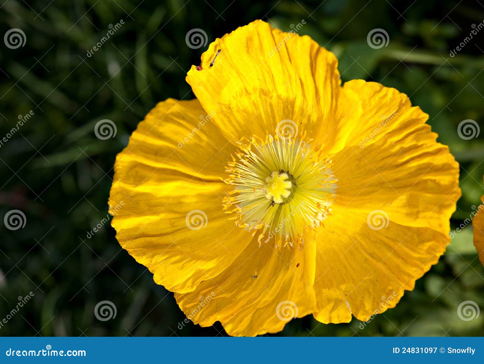 Corn poppy stock image. Image of field, natural, tranquil - 24831097