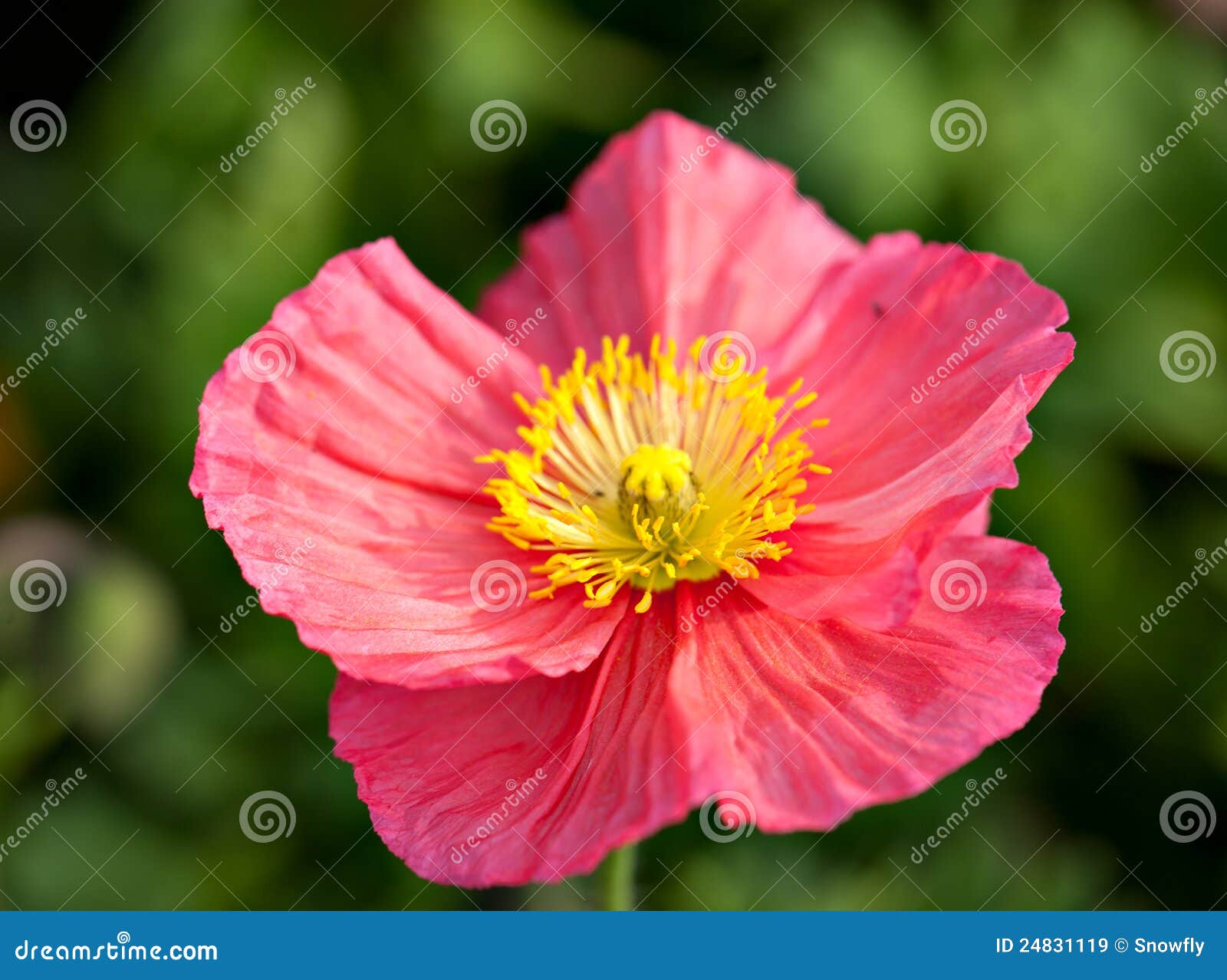 Corn poppy stock image. Image of bloom, garden, meadow - 24831119