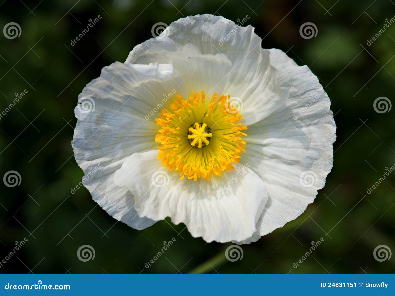 Corn poppy stock image. Image of color, bloom, summer - 24831151