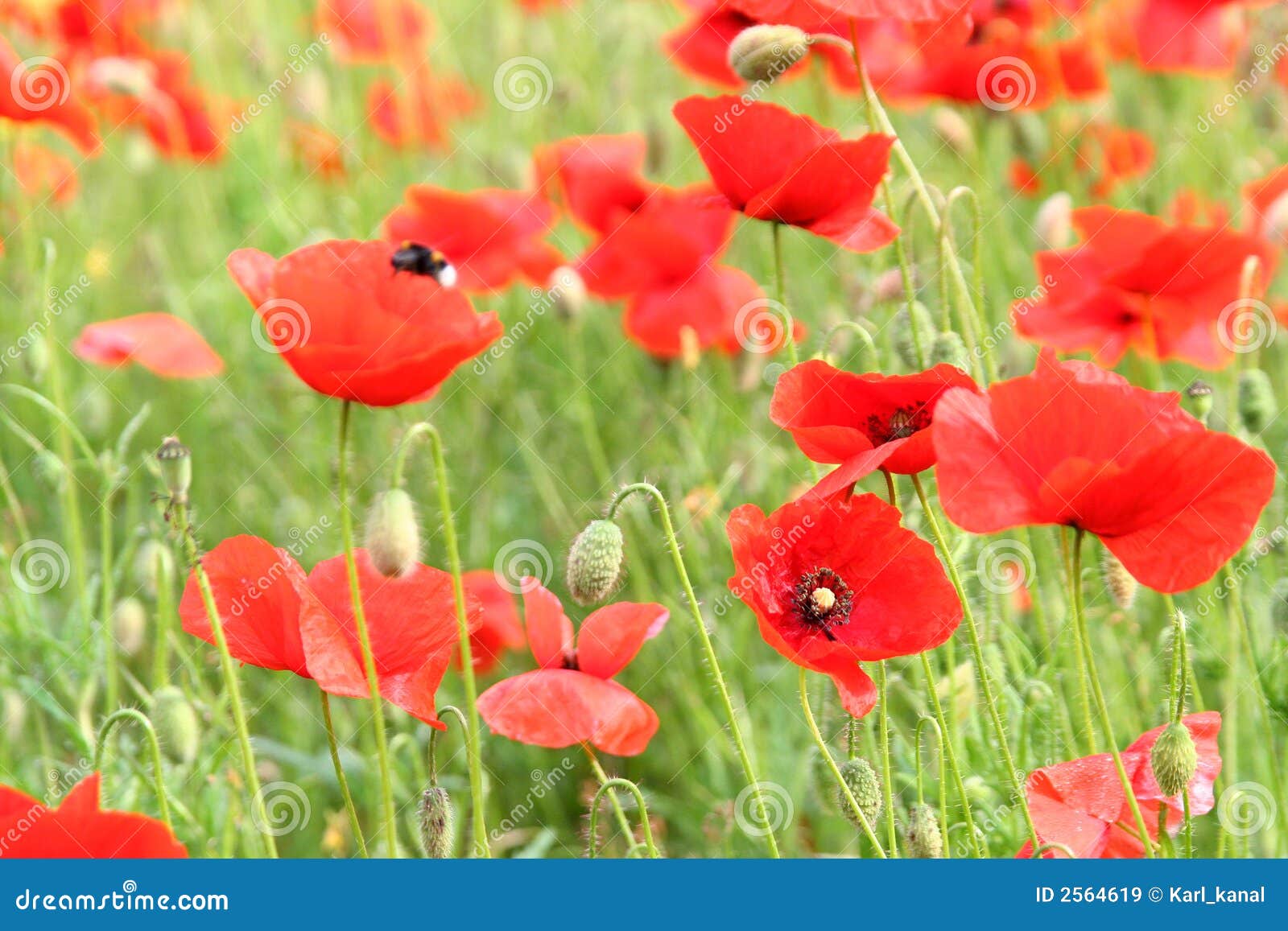 Corn poppy stock image. Image of glowing, agricultural - 2564619