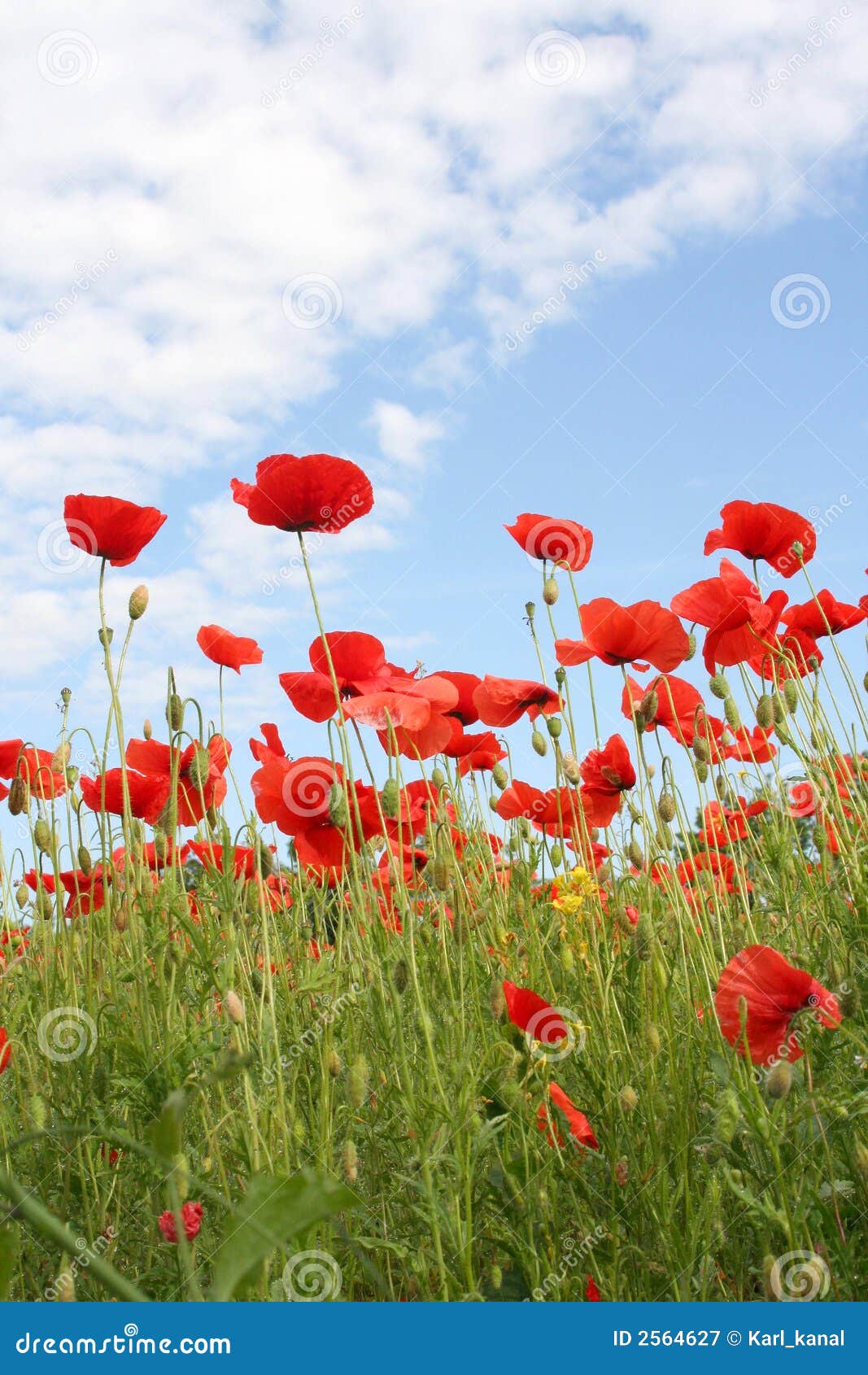 Corn poppy stock image. Image of petal, poppy, glaring - 2564627