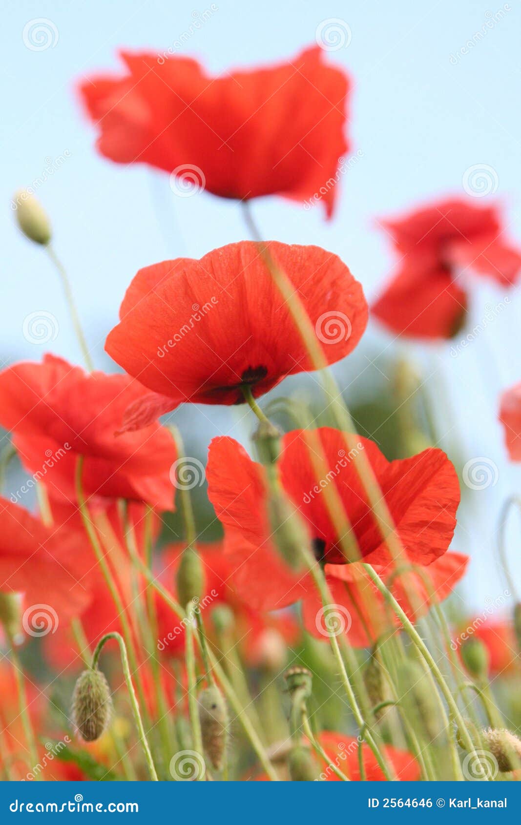 Corn poppy stock photo. Image of petal, nature, clouds - 2564646