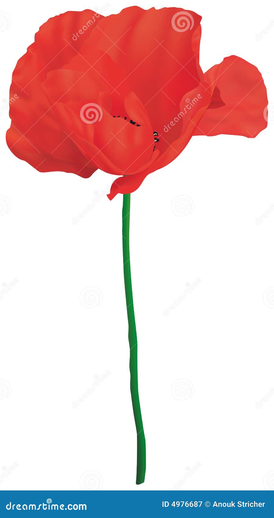 Corn poppy stock vector. Illustration of rural, pure, clean - 4976687