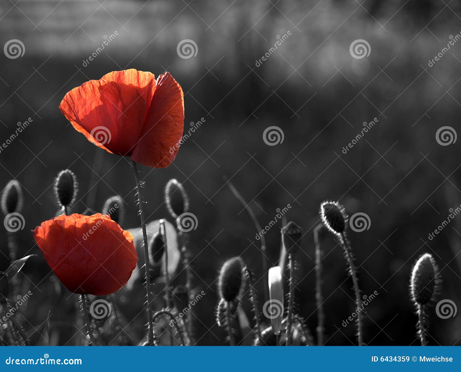 Corn Poppy stock image. Image of nature, plant, black - 6434359