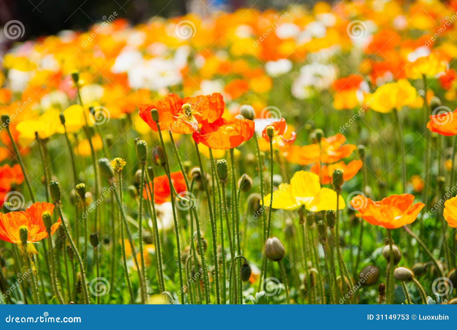 Corn poppy stock image. Image of flower, corn, closeup - 31149753