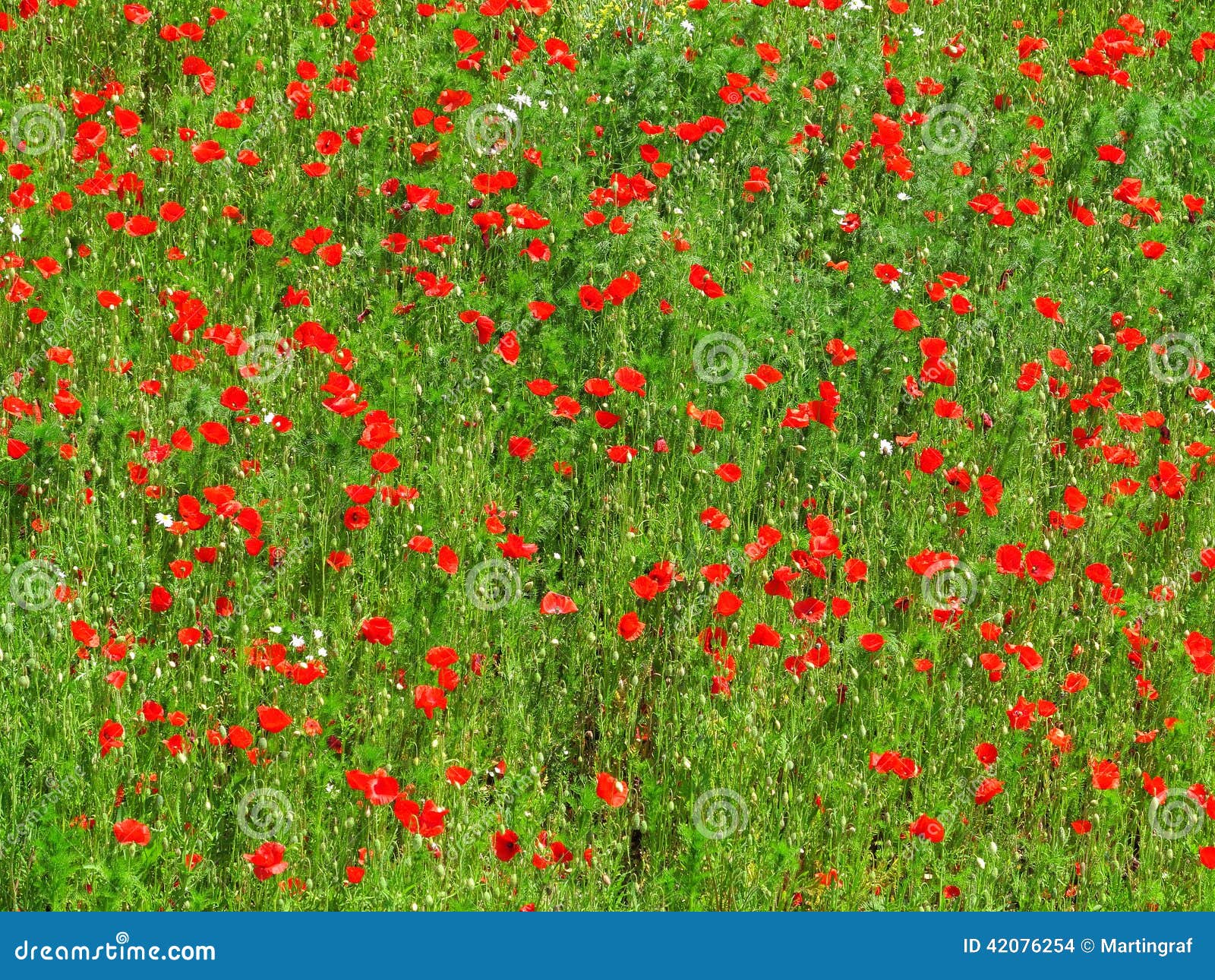 Corn Poppies Vivid Red Bloom in Bright Green Grain Field Stock Photo ...