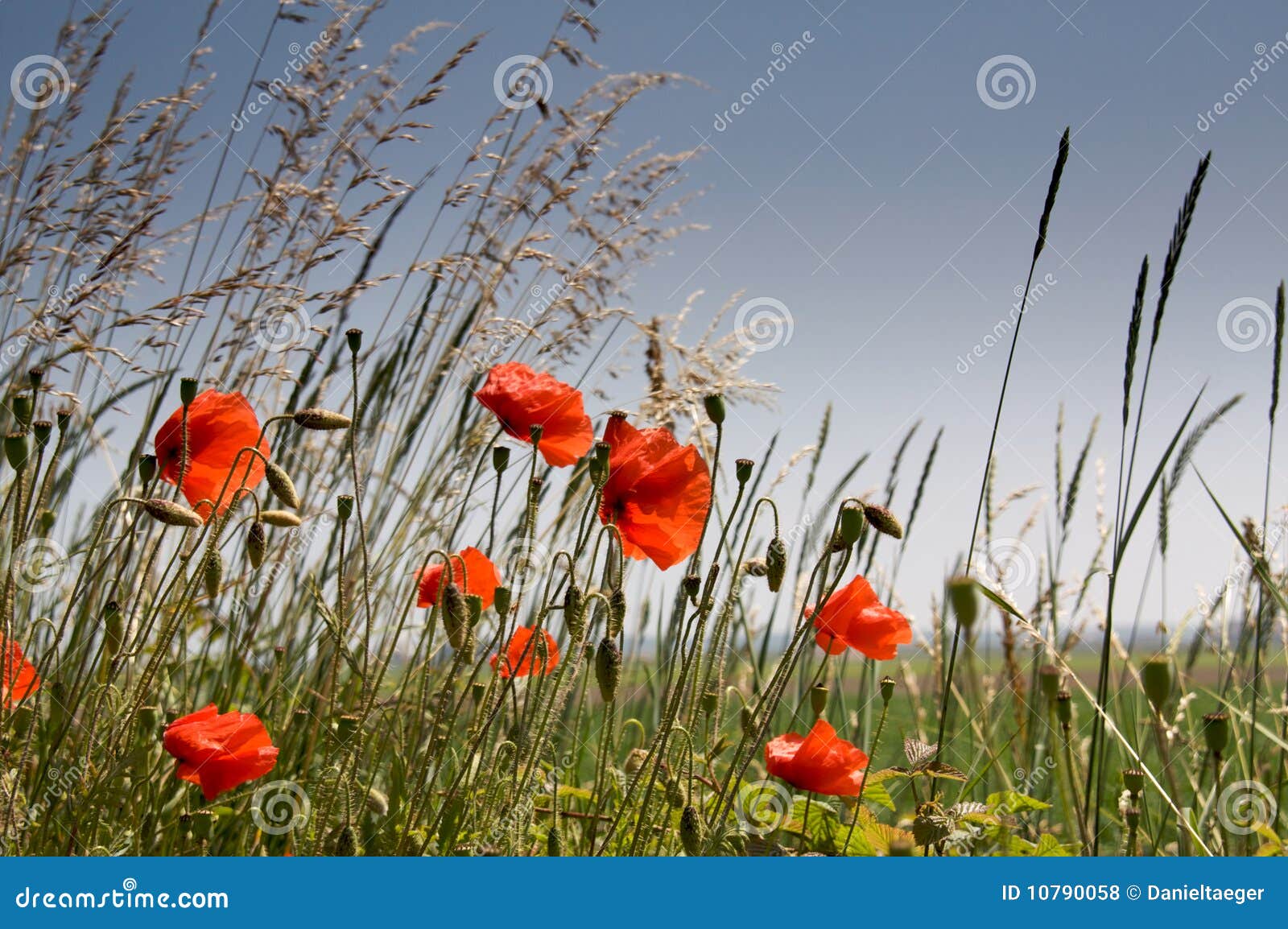 Corn poppys stock photo. Image of grassland, grass, blow - 10790058