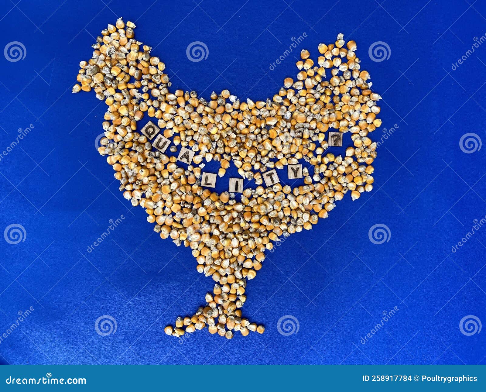 Corn for Poultry and Animal Farm Feed, Quality and Energy Source Stock ...
