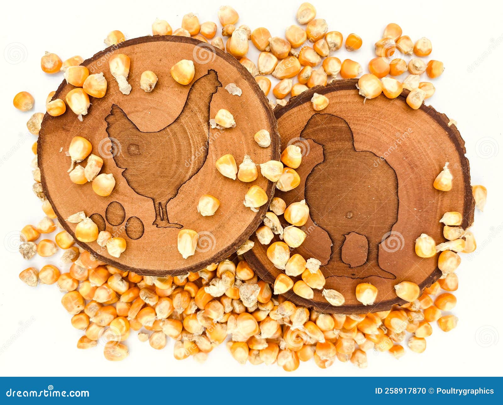 Mycotoxins On Corn, Aflatoxins, Animal Feed, Poultry Industry And ...