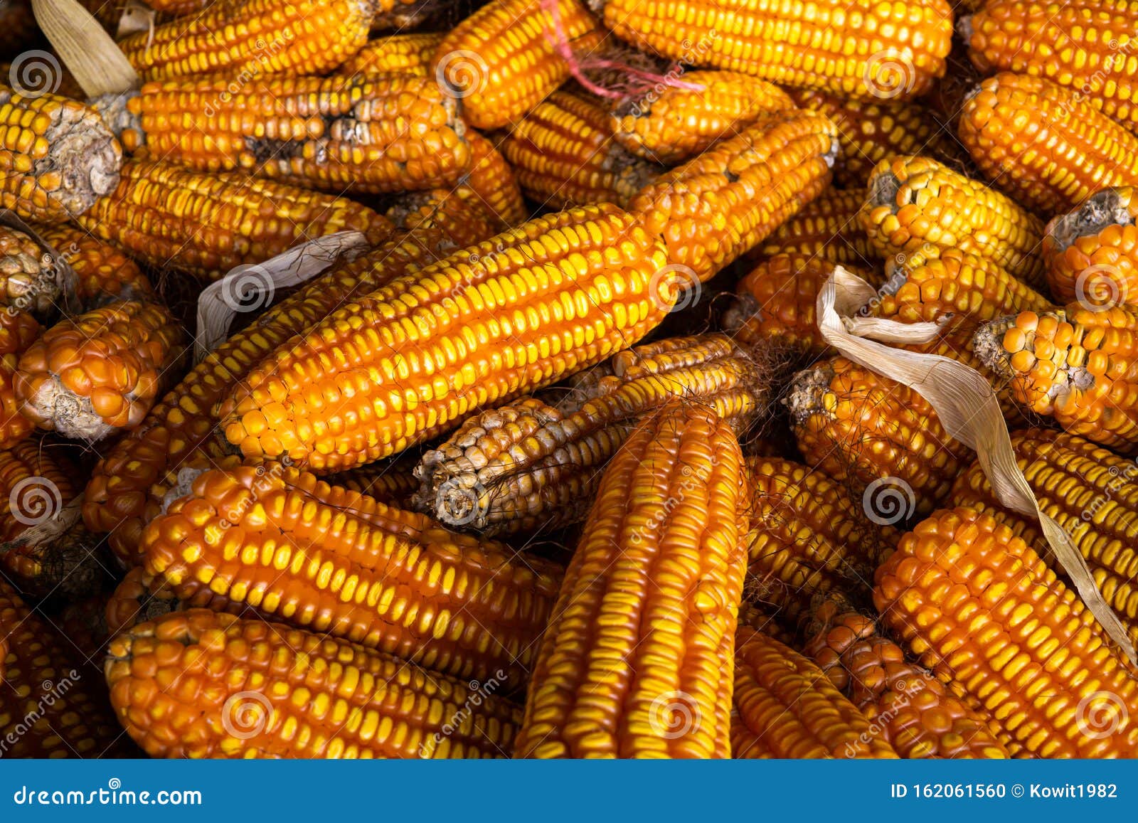 Corn Processing Factory, Food Industry ,raw Food Stock Photo - Image of ...