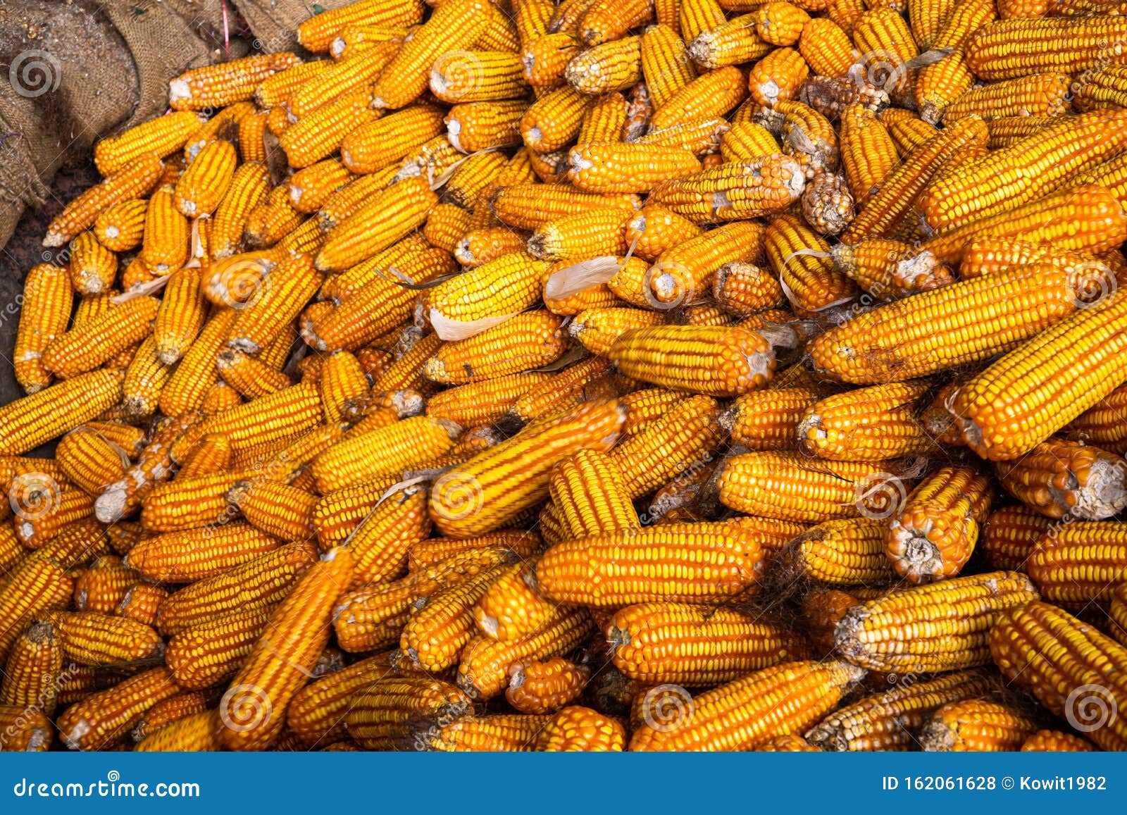 Corn Processing Factory, Food Industry ,raw Food Stock Photo - Image of ...