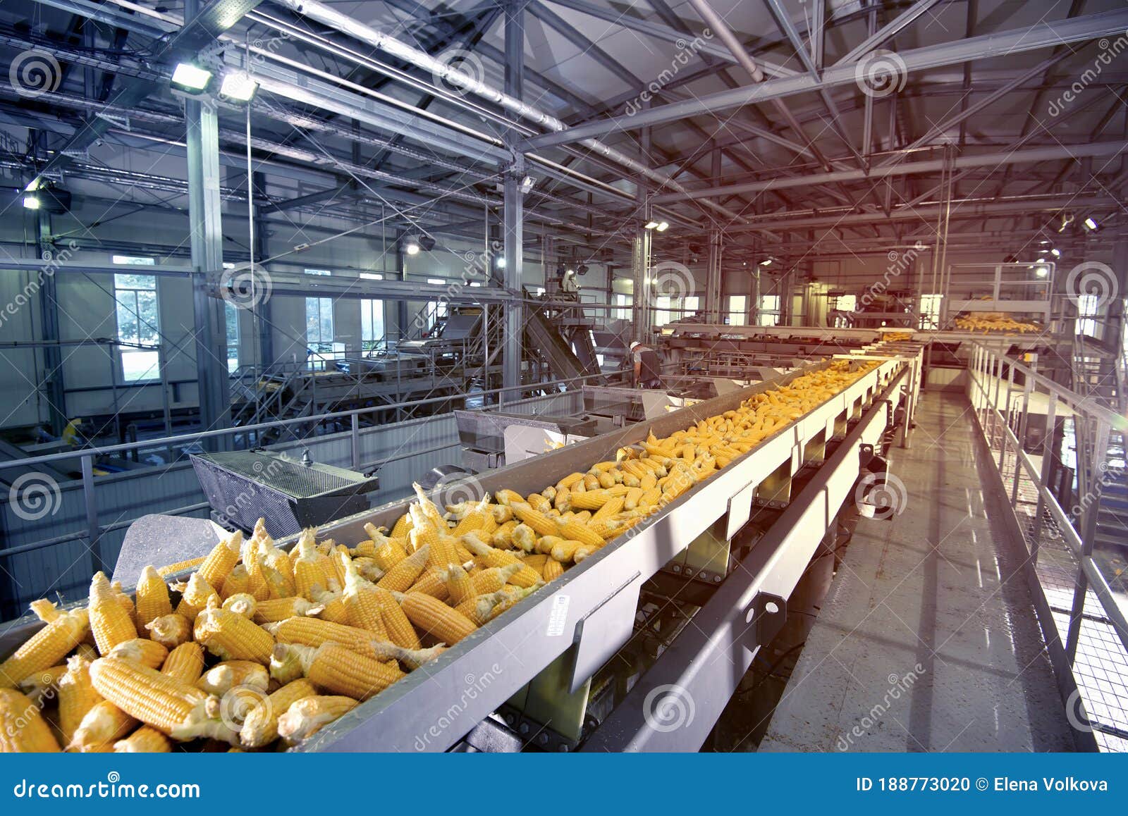 Corn Processing Line Perspective View Stock Photo - Image of plant ...