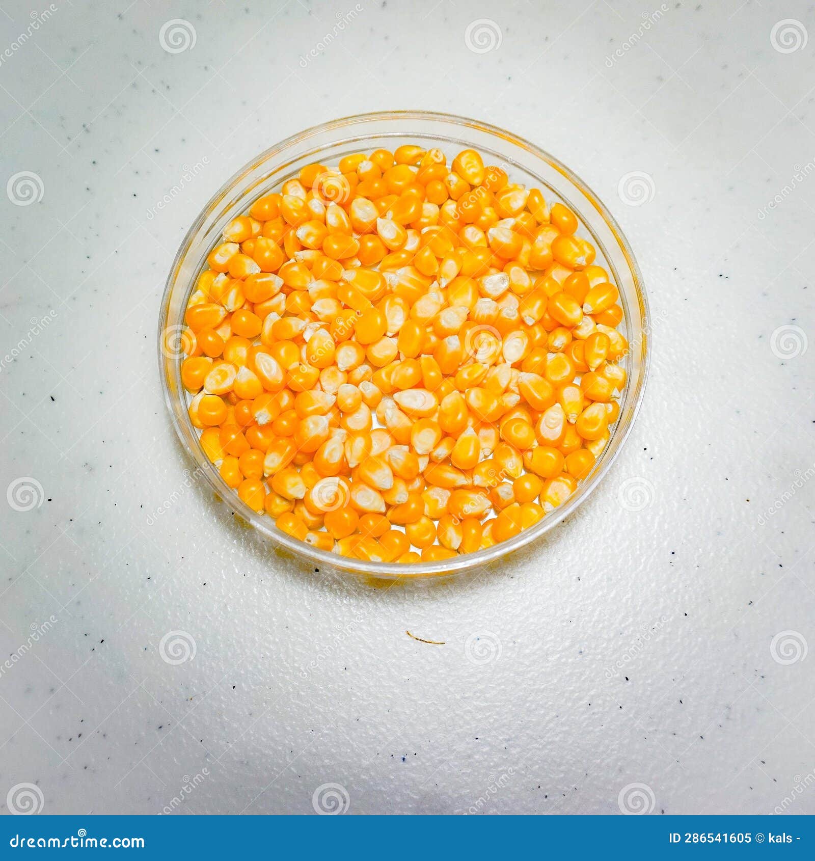 Corn is a Producer of Carbohydrates that are Good for the Body Stock ...