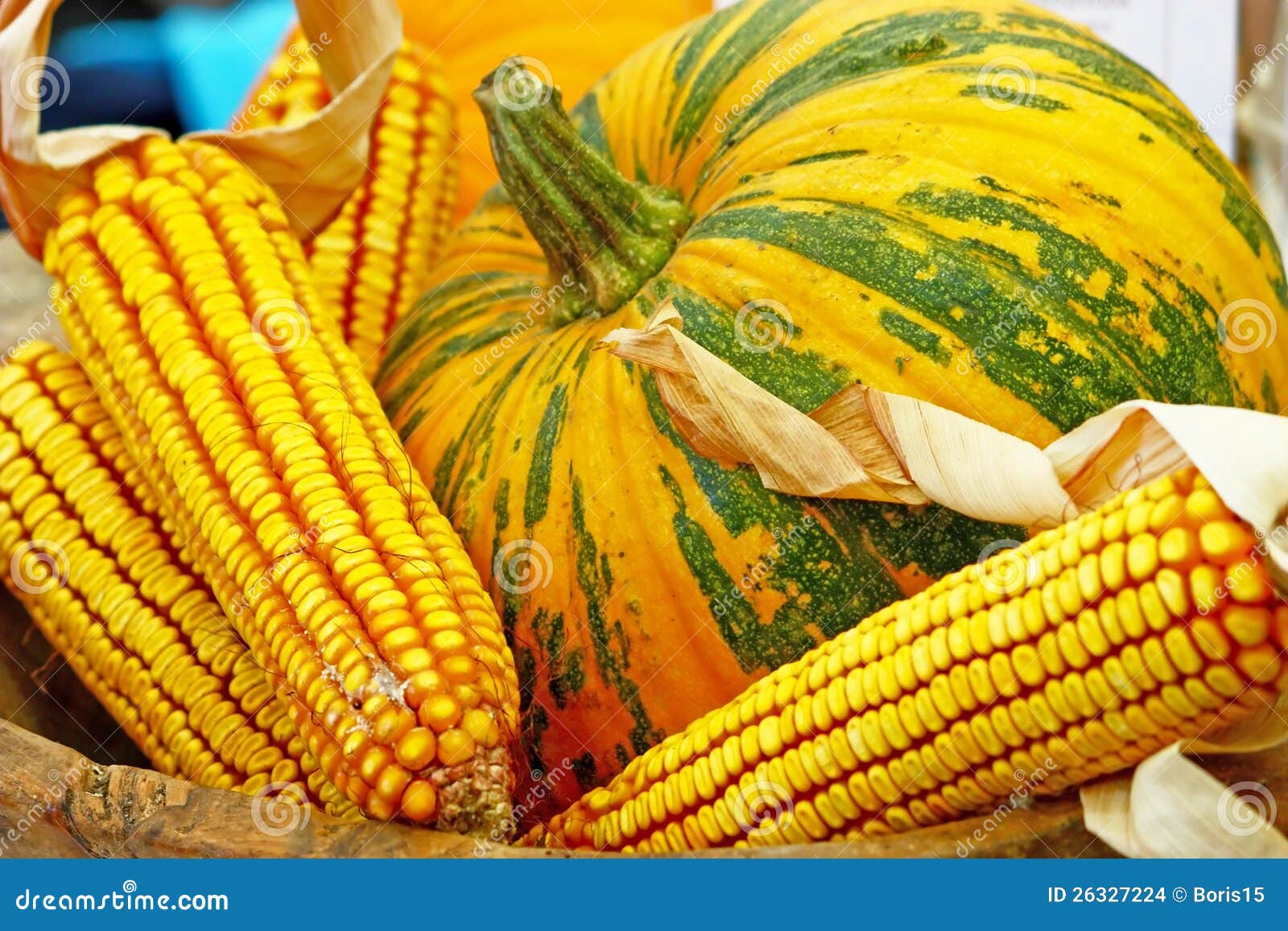 Corn and pumpkin stock photo. Image of grain, agriculture - 26327224