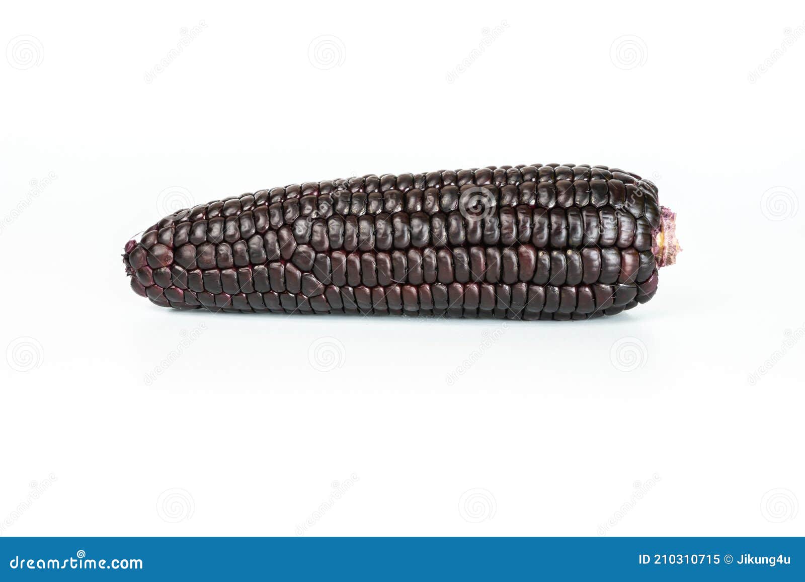 Corn purple stock image. Image of meal, maize, black - 210310715