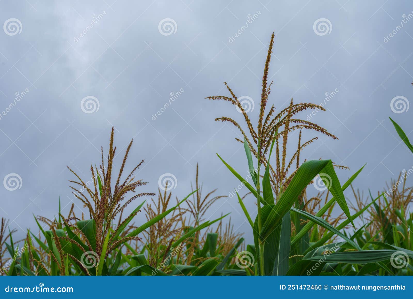 Corn in the Rainy Season with Little Sunlight, Affects the Growth of ...
