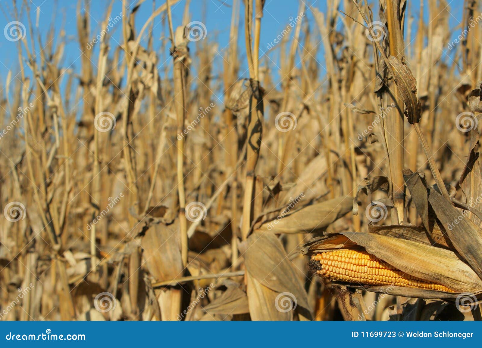Corn ready for harvest stock image. Image of husk, yield - 11699723