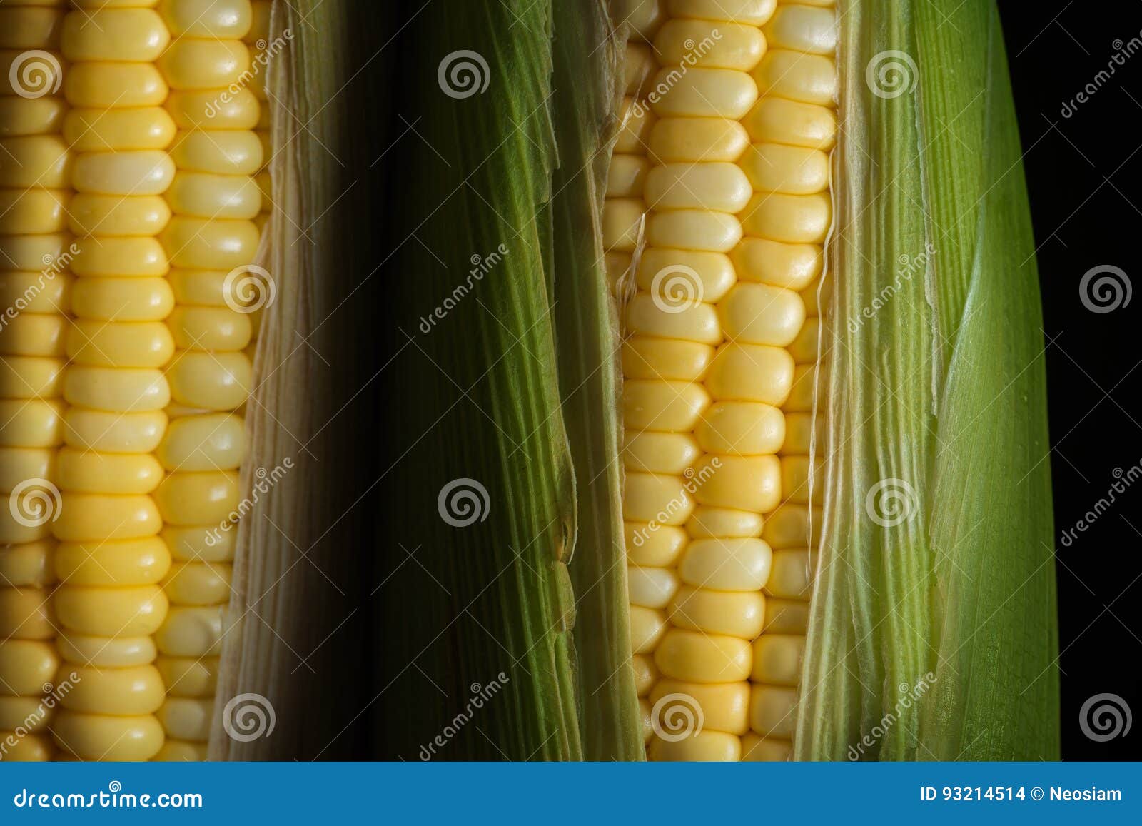 Corn Ready for Testing in Laboratory Stock Photo - Image of farmers ...