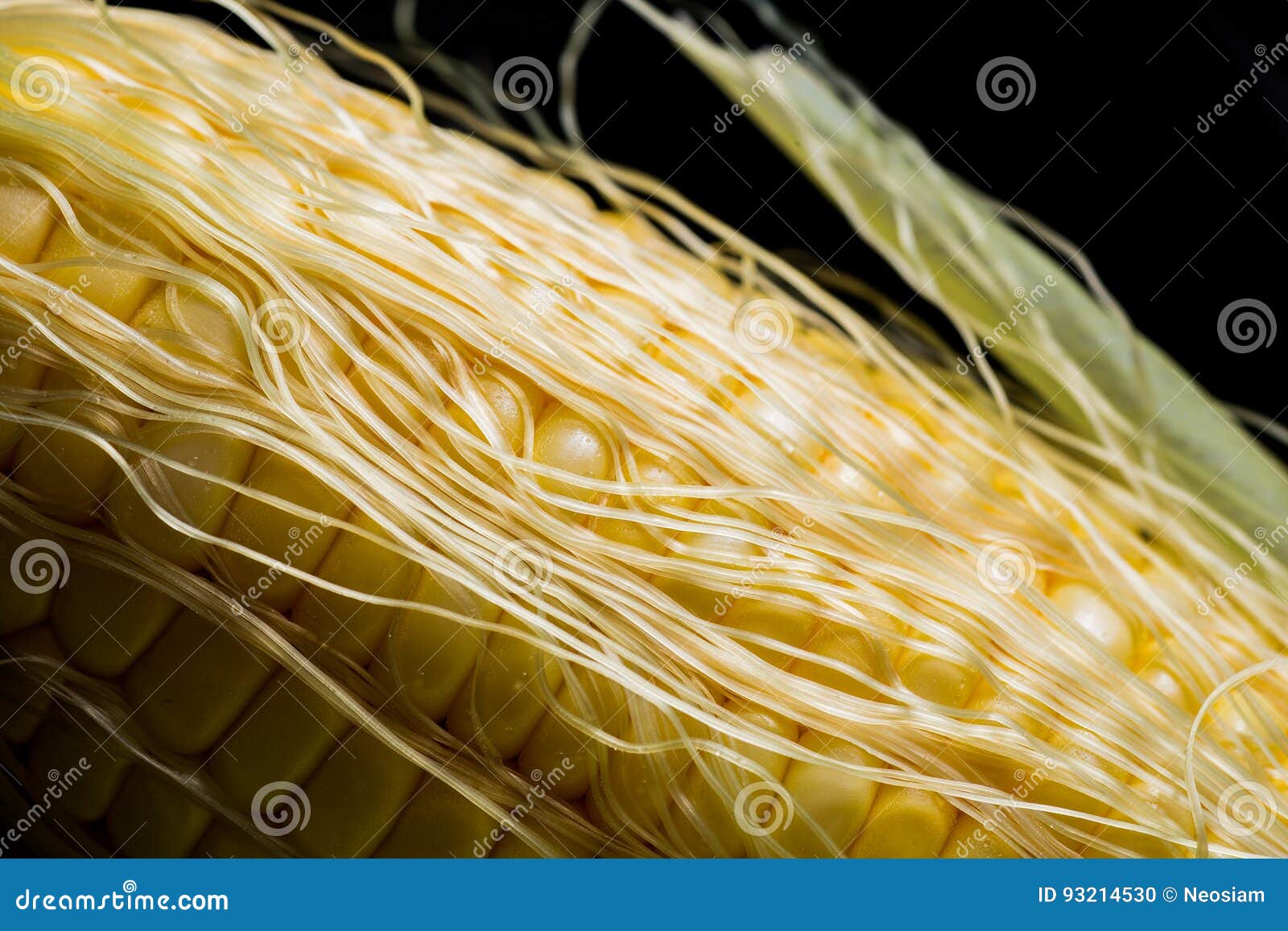 Corn Ready for Testing in Laboratory Stock Photo - Image of ready ...