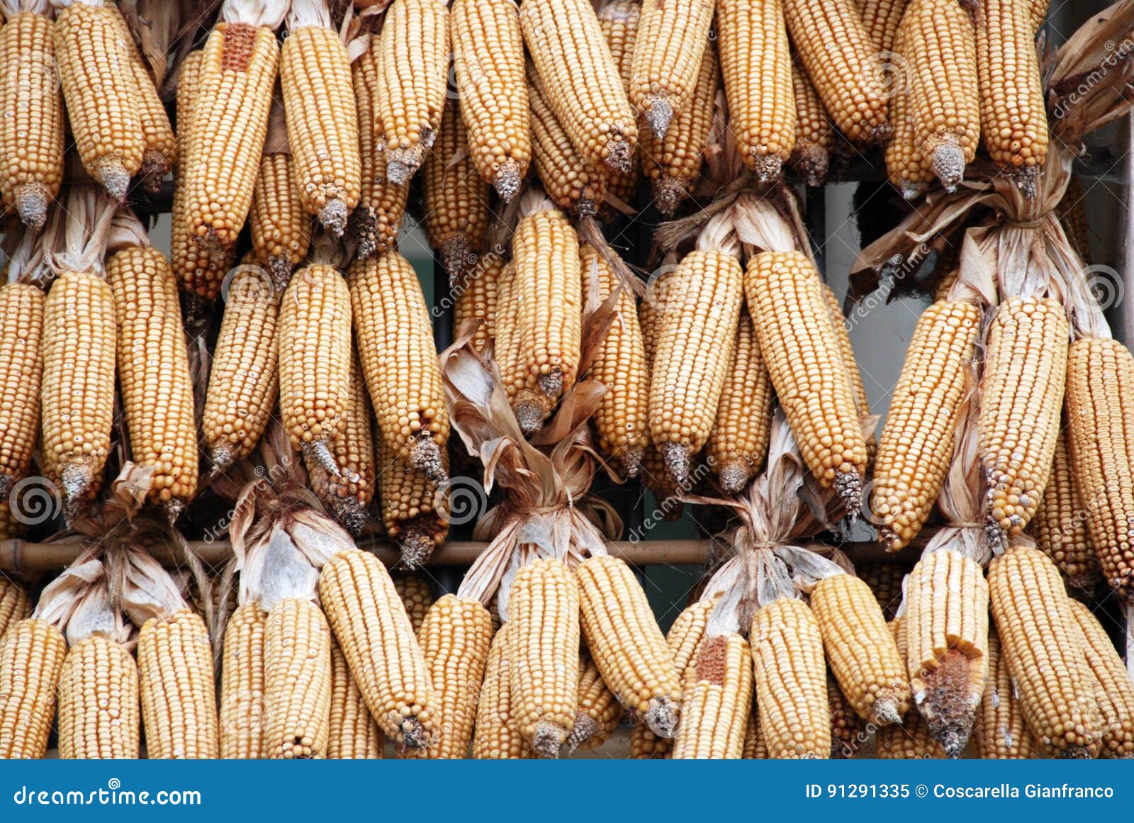 Corn stock image. Image of farming, rural, corn, produce - 91291335