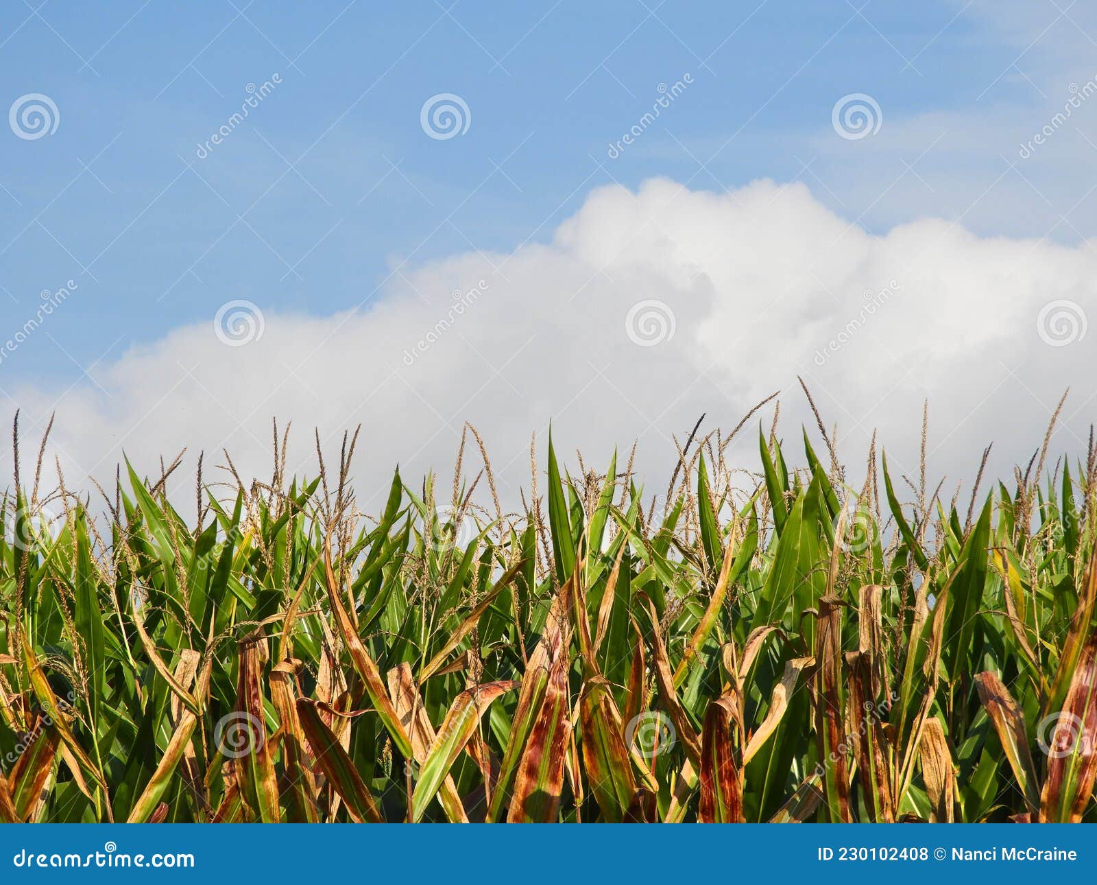 Corn Ready for September Harvest in Upstate NY - Horizontal Stock Photo ...