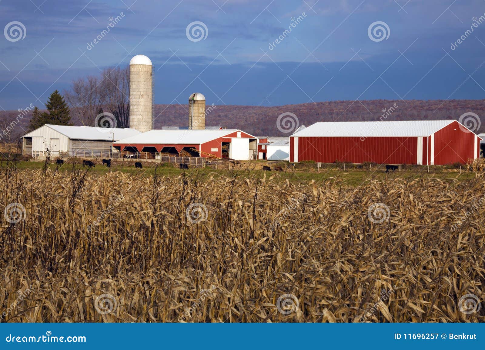 Corn and Red Farm Buildings Stock Image - Image of farmhouse, growth ...