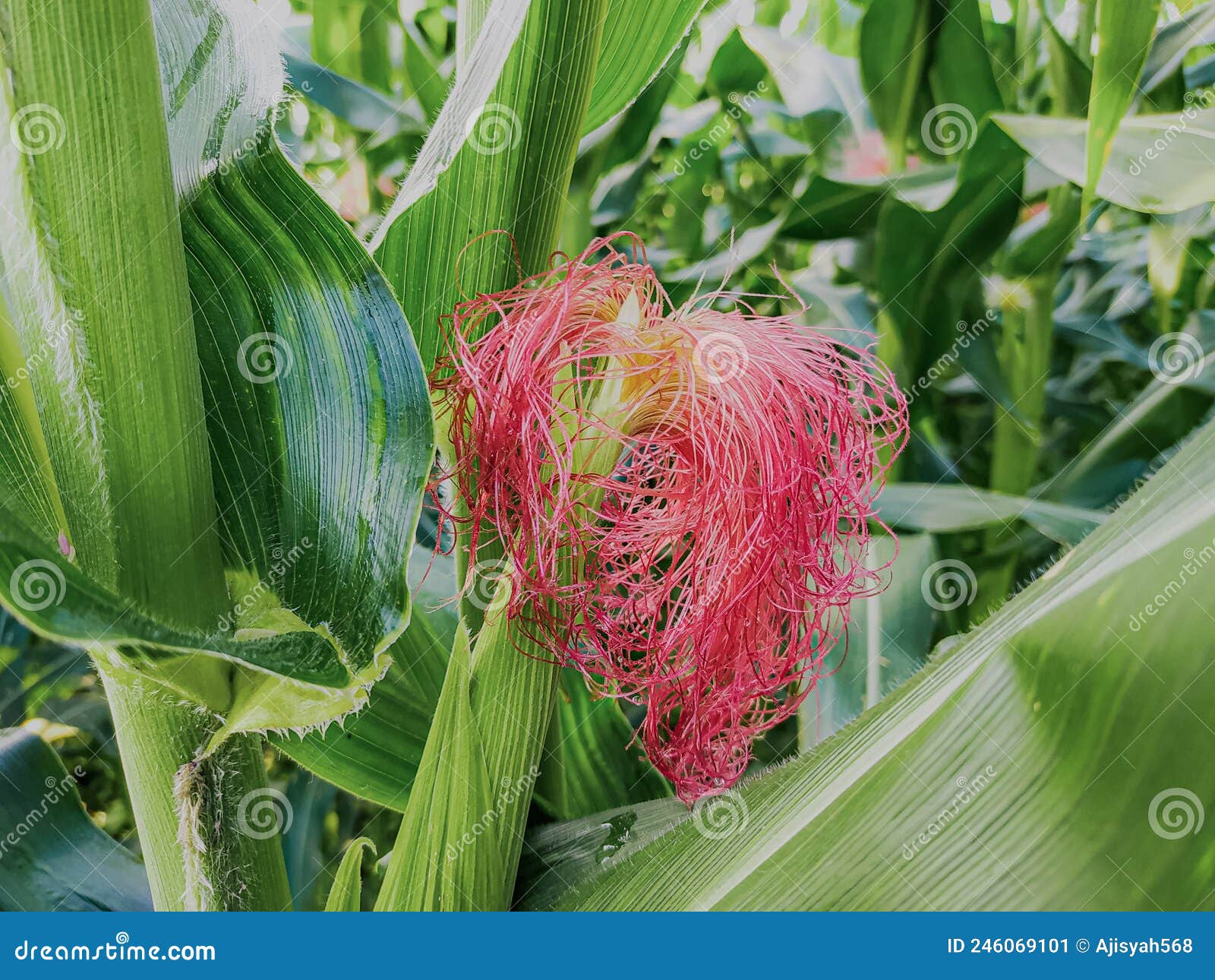Corn with Red Feathers at the End of the Fruit. Close Up Stock Image ...