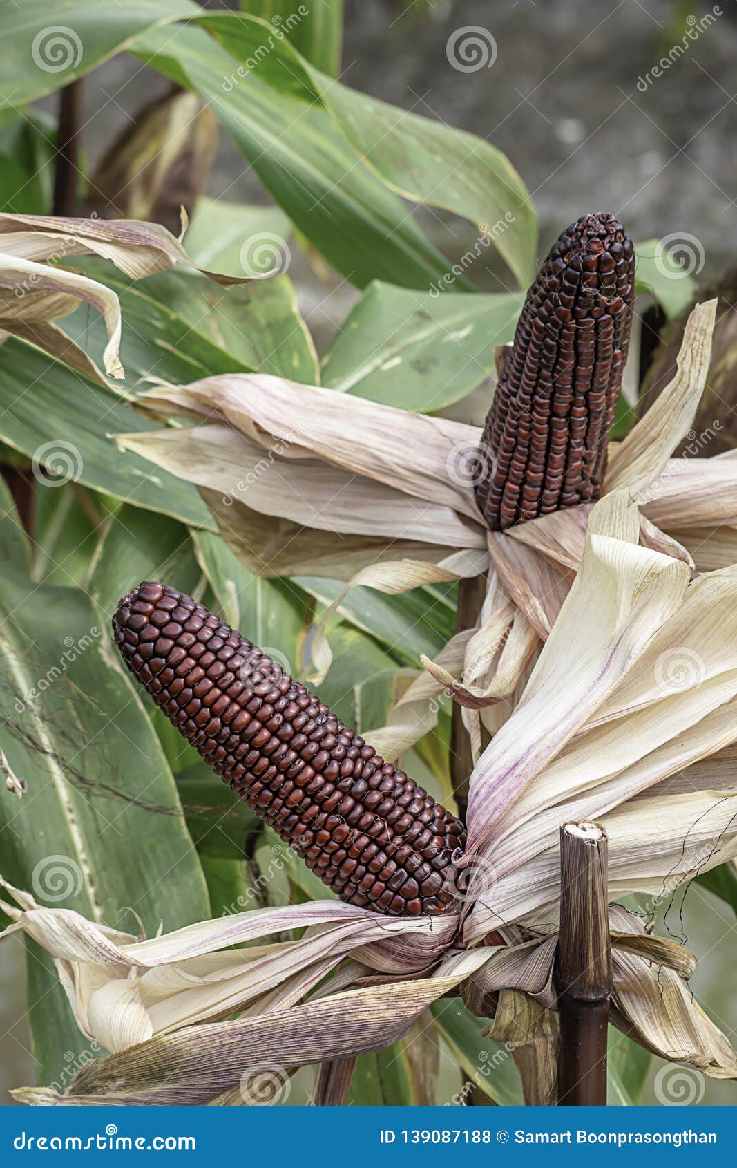 Corn with Red Pods on the Tree at the Farm Show Stock Photo - Image of ...