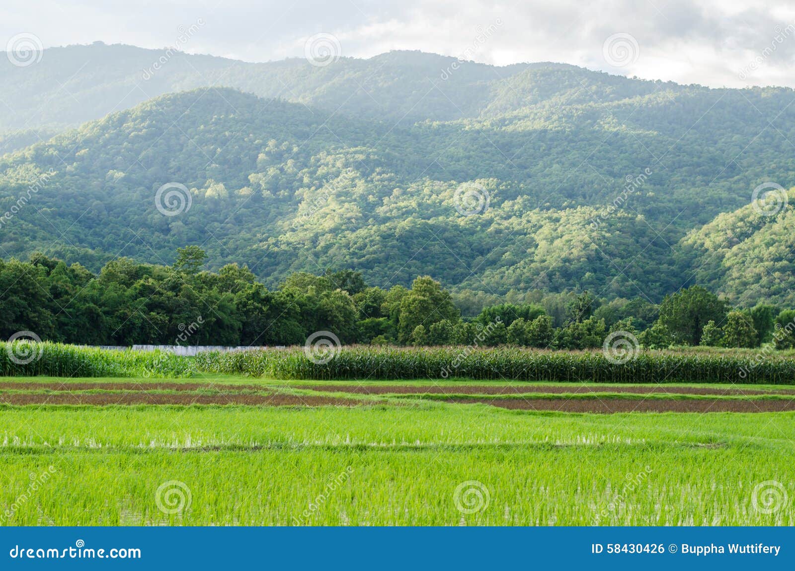 Corn and rice field stock photo. Image of flower, tree - 58430426