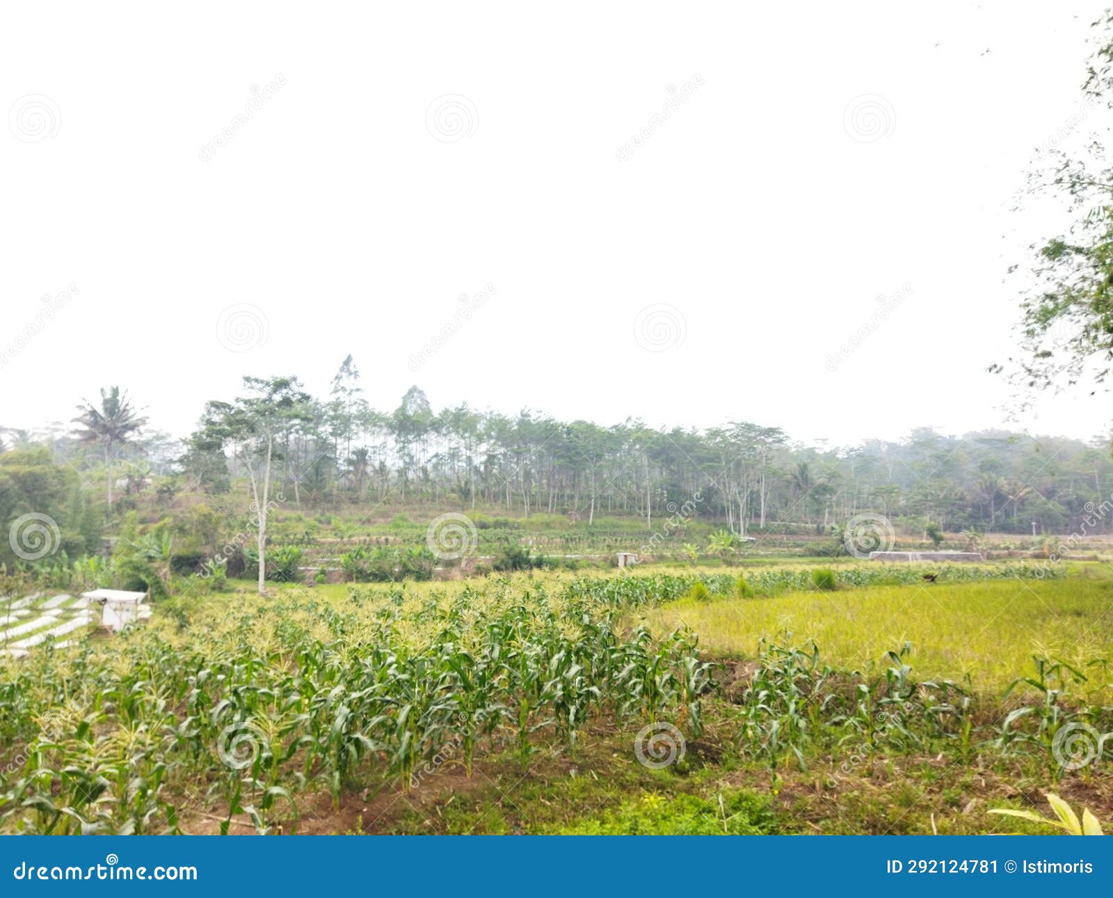 Corn and rice fields stock image. Image of corn, plantation - 292124781