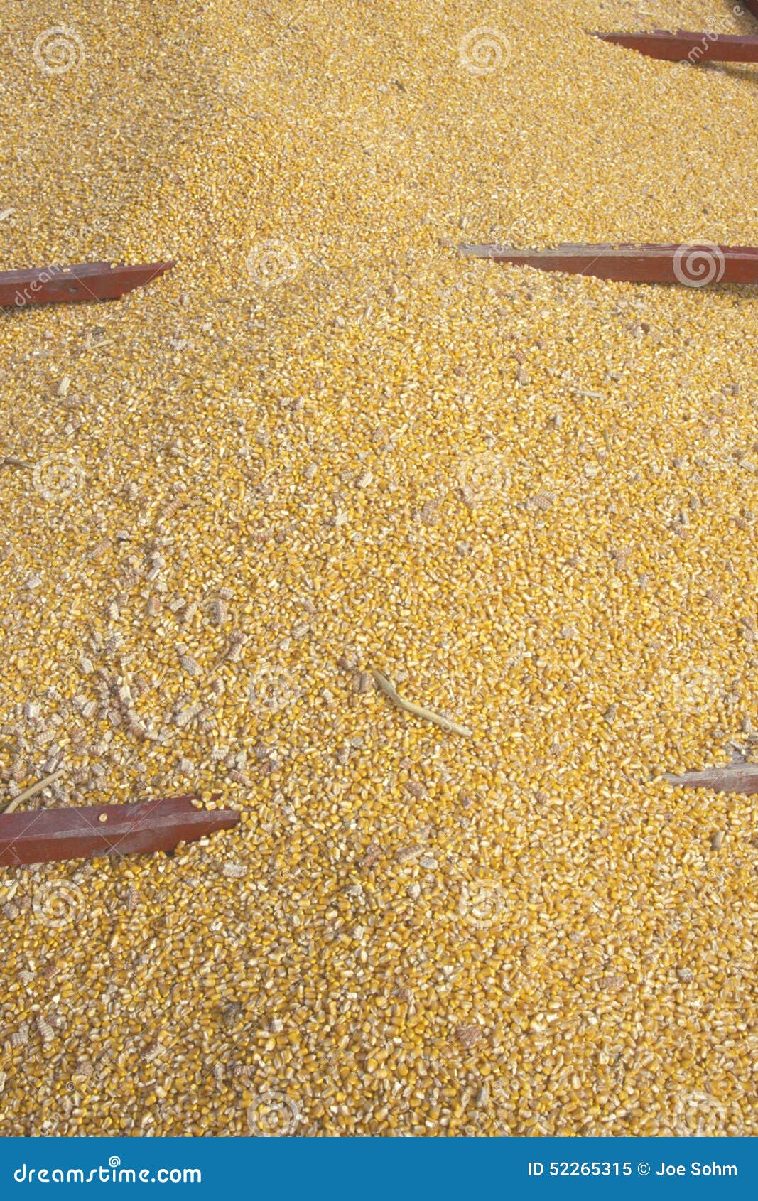 Corn and Rock on Eastern Shore, MD Stock Image - Image of farm, sift ...