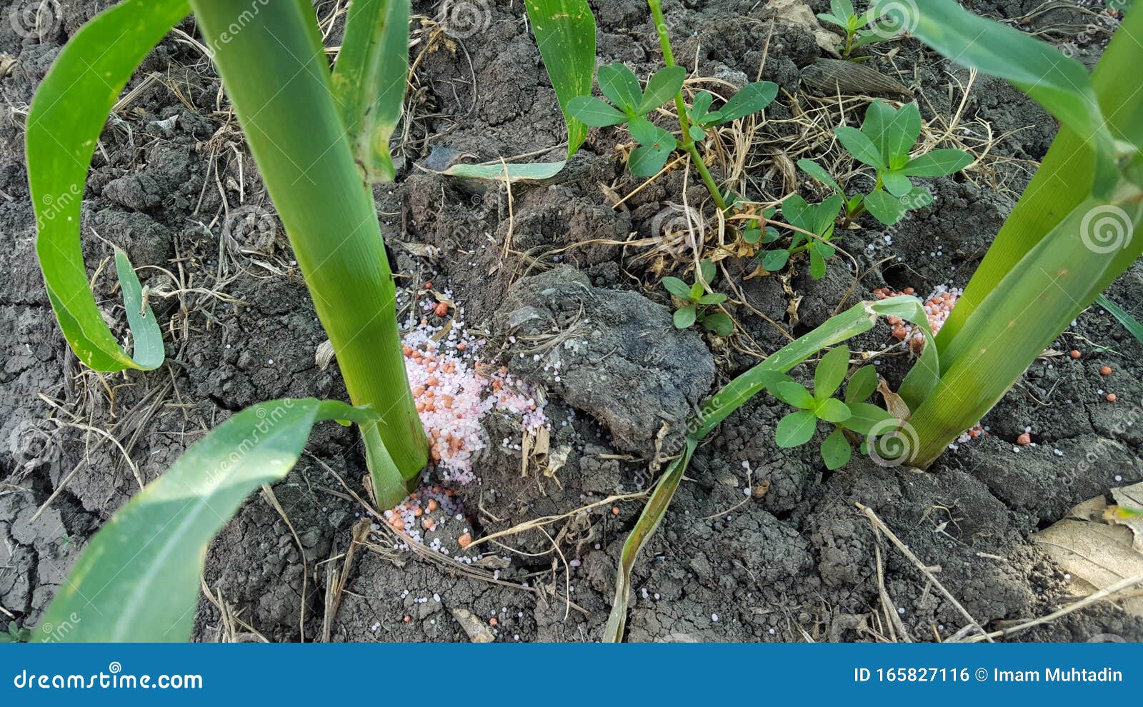 Root Stem Of Pepper Seedlings. Bell Pepper Seedling With A Well ...
