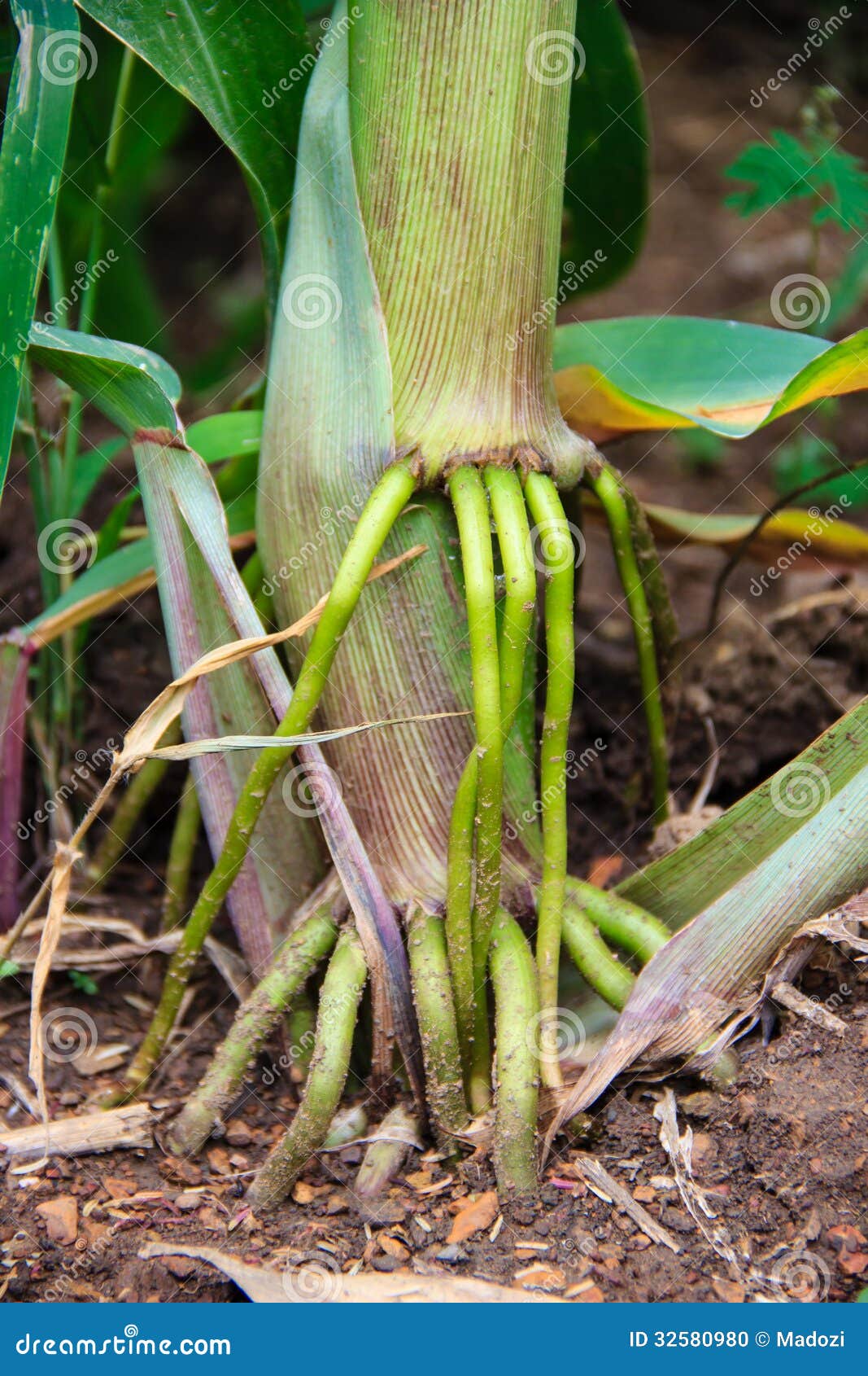 Corn root stock photo. Image of environment, closeup - 32580980