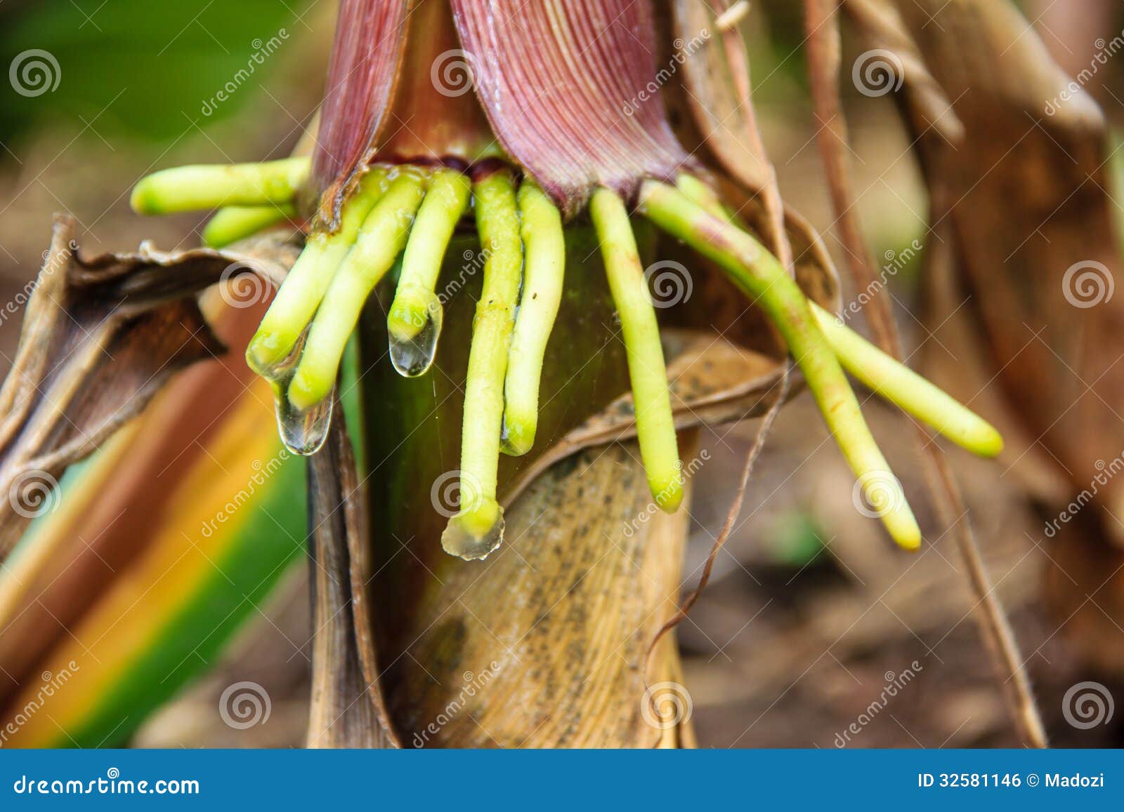 Corn root stock photo. Image of nature, environment, field - 32581146