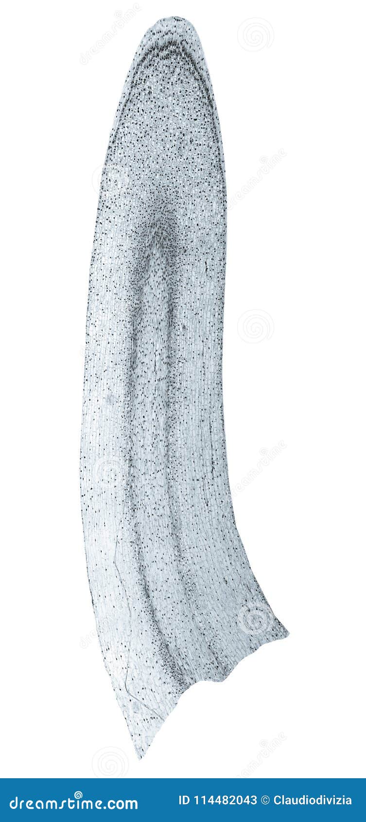 Corn Root Microscope