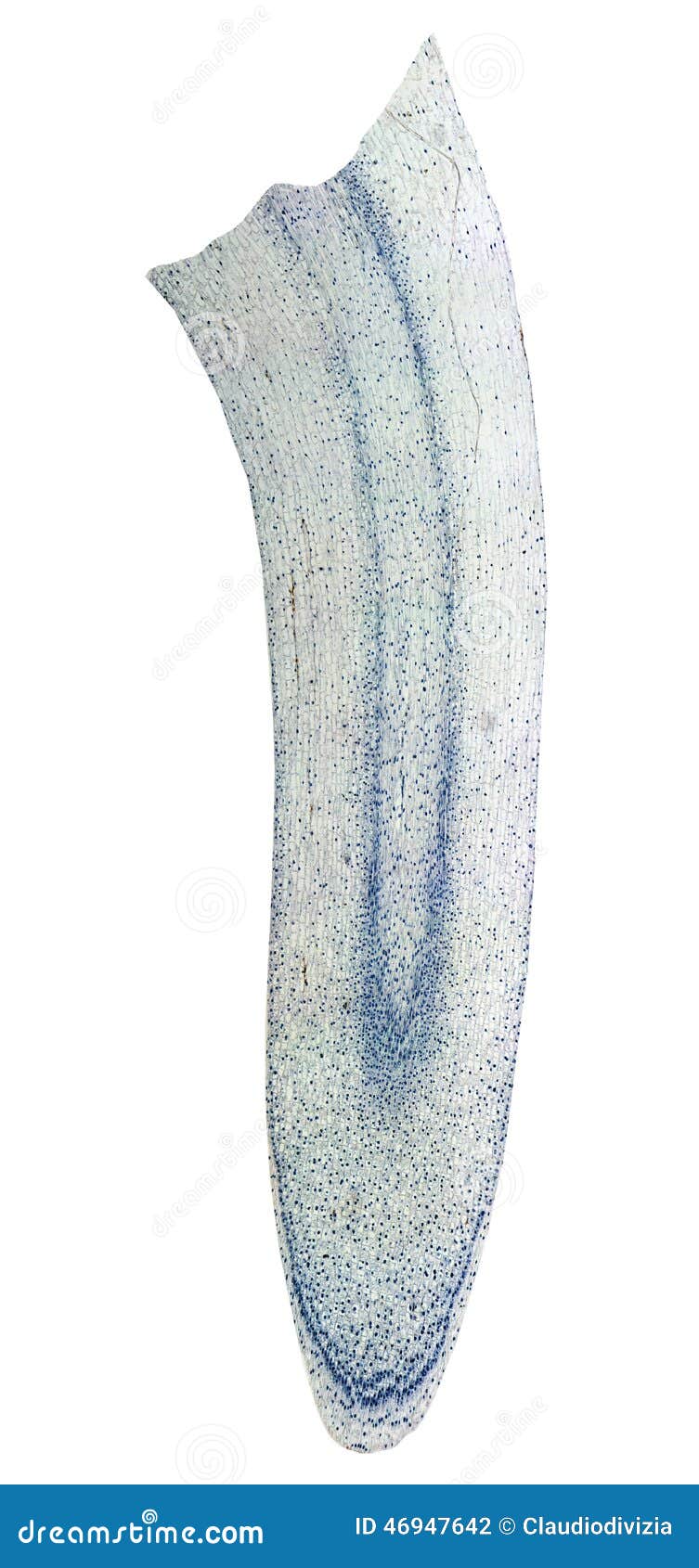 Corn root tip micrograph stock photo. Image of flora - 46947642