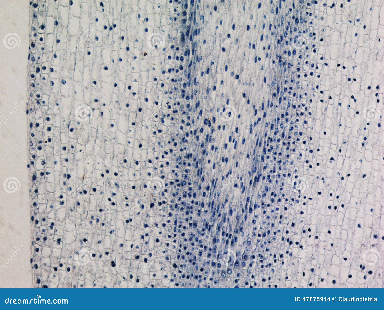 Corn Root Microscope
