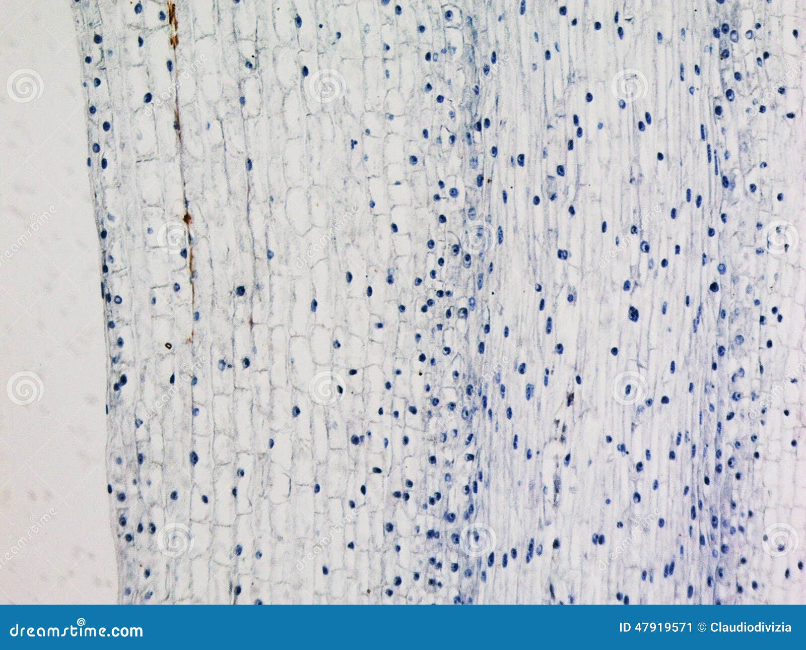 Corn root tip micrograph stock image. Image of slide - 47919571