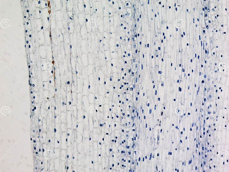 Corn root tip micrograph stock image. Image of slide - 47919571